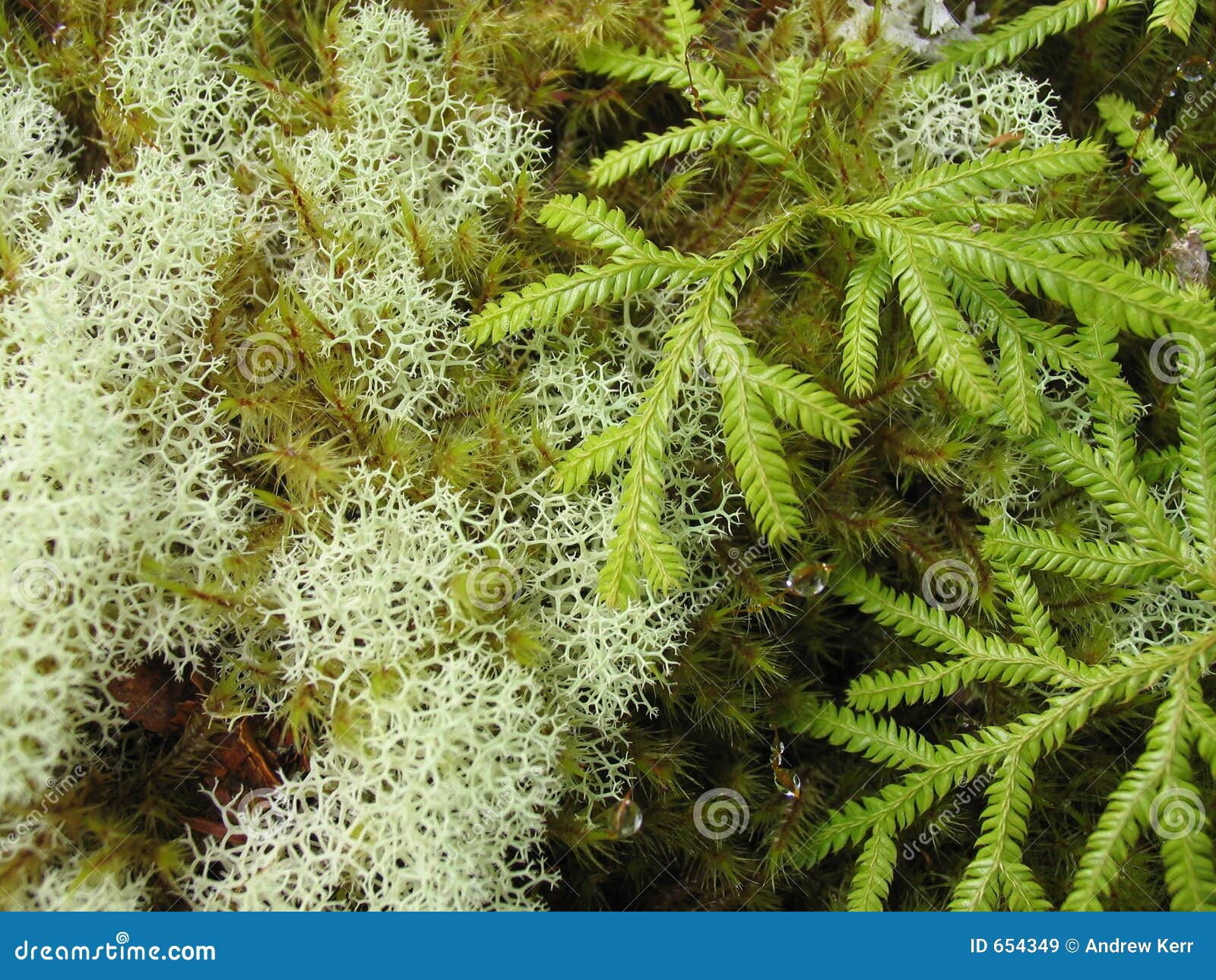 Zeldzame Mossen in Nieuw Zeeland Stock Afbeelding - Image of wildernis ...