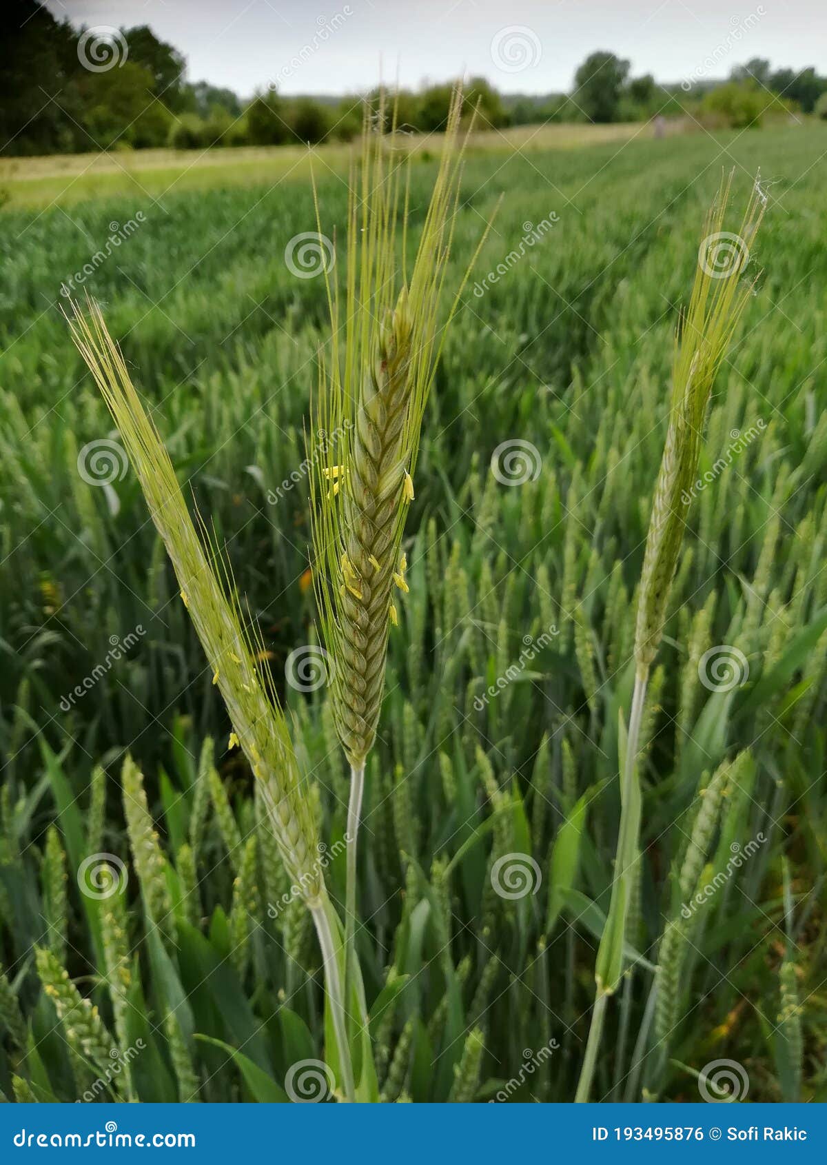 Zitna Polja Stock Photos - Free & Royalty-Free Stock Photos from Dreamstime