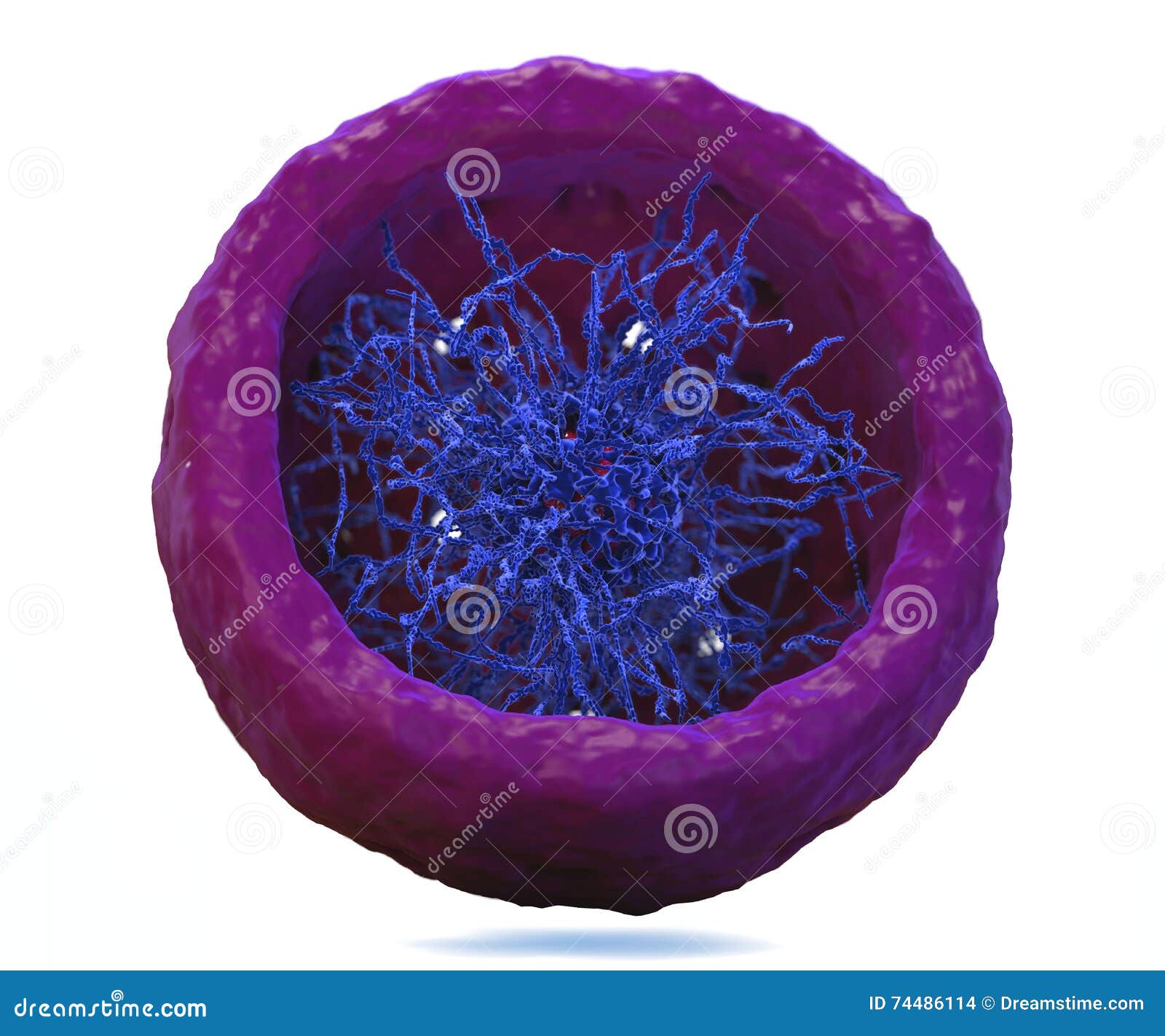Zellkern nach innen stock abbildung. Illustration von ausbildung - 74486114