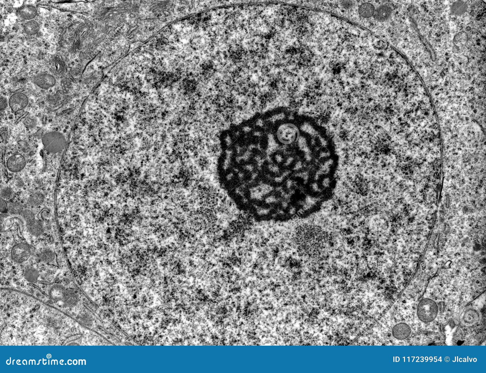 Zellkern Tem stockfoto. Bild von mikrograph, cytologie - 117239954