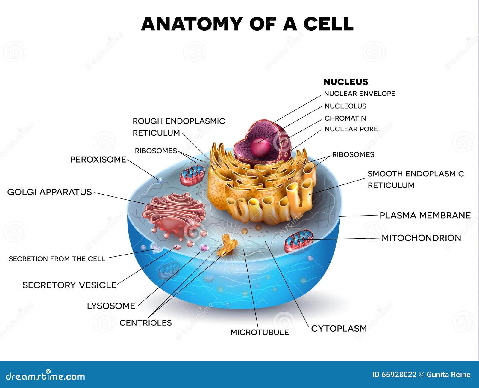 Zellstruktur vektor abbildung. Illustration von clips - 65928022