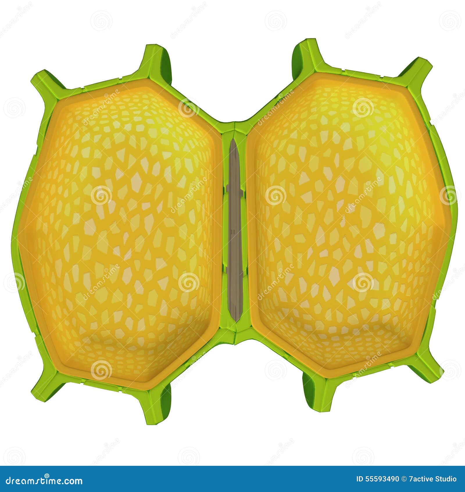 Zellwand stock abbildung. Illustration von biologie, organellen - 55593490