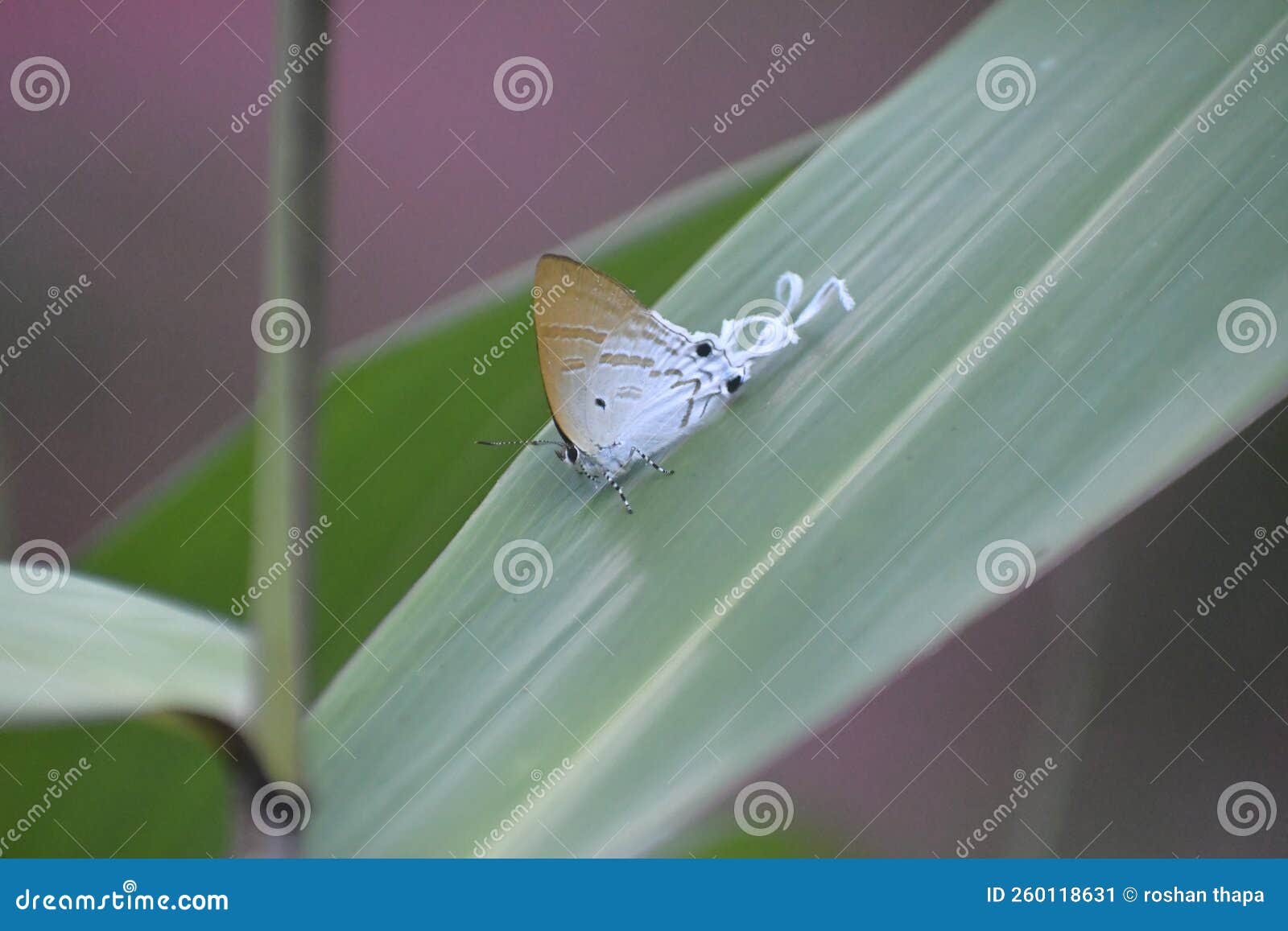 Zeltus AmasaÂ Fluffy Tit - Butterfly Stock Image - Image of family ...