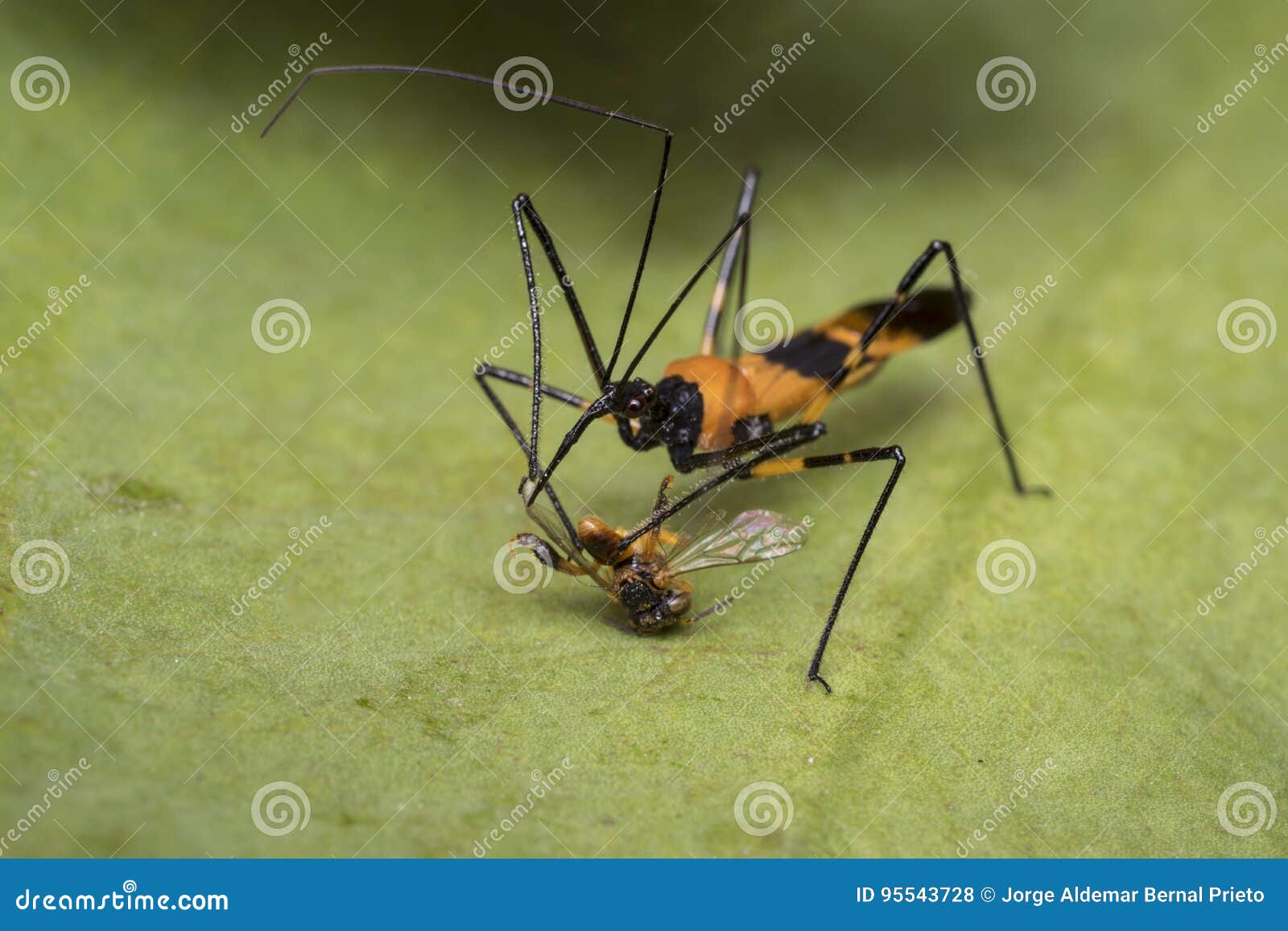 Zelus Longipes Linnaeus Or Milkweed Assassin Bug Eating A Bug Royalty ...