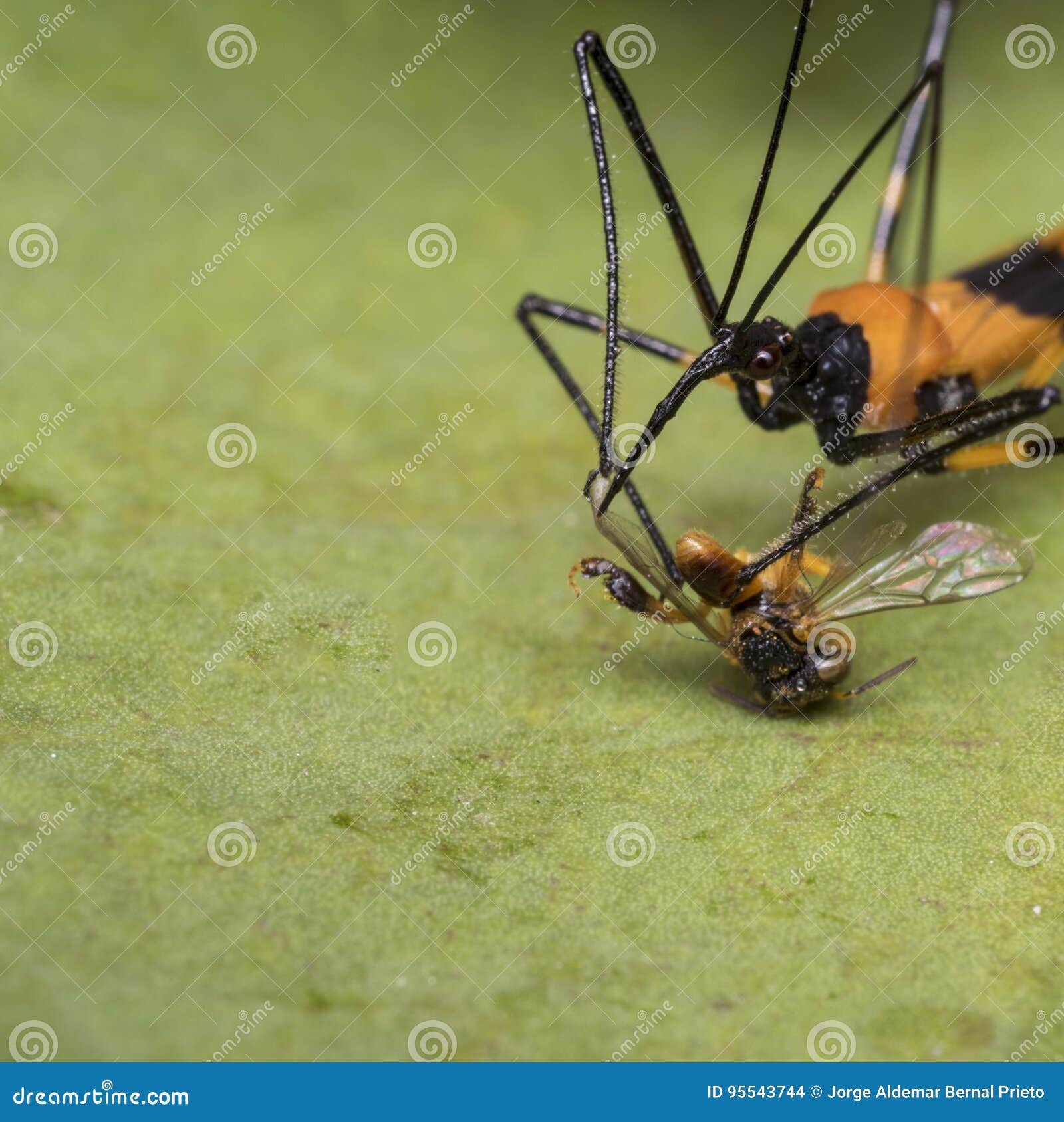 Zelus Longipes Linnaeus Or Milkweed Assassin Bug Eating A Bug Royalty ...