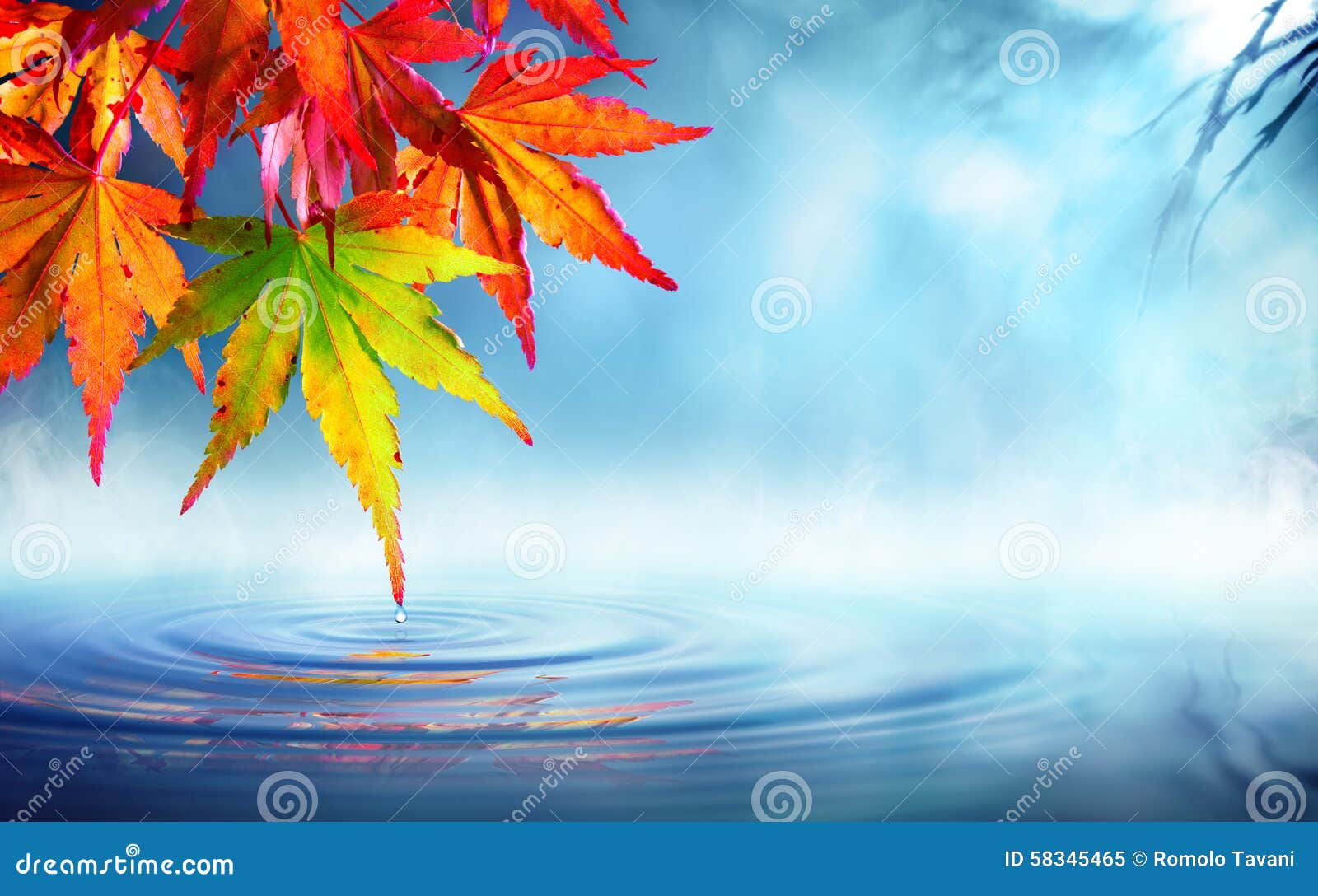 Zen Autumn - Red Maple Leaves Stock Image - Image of splash, fresh ...