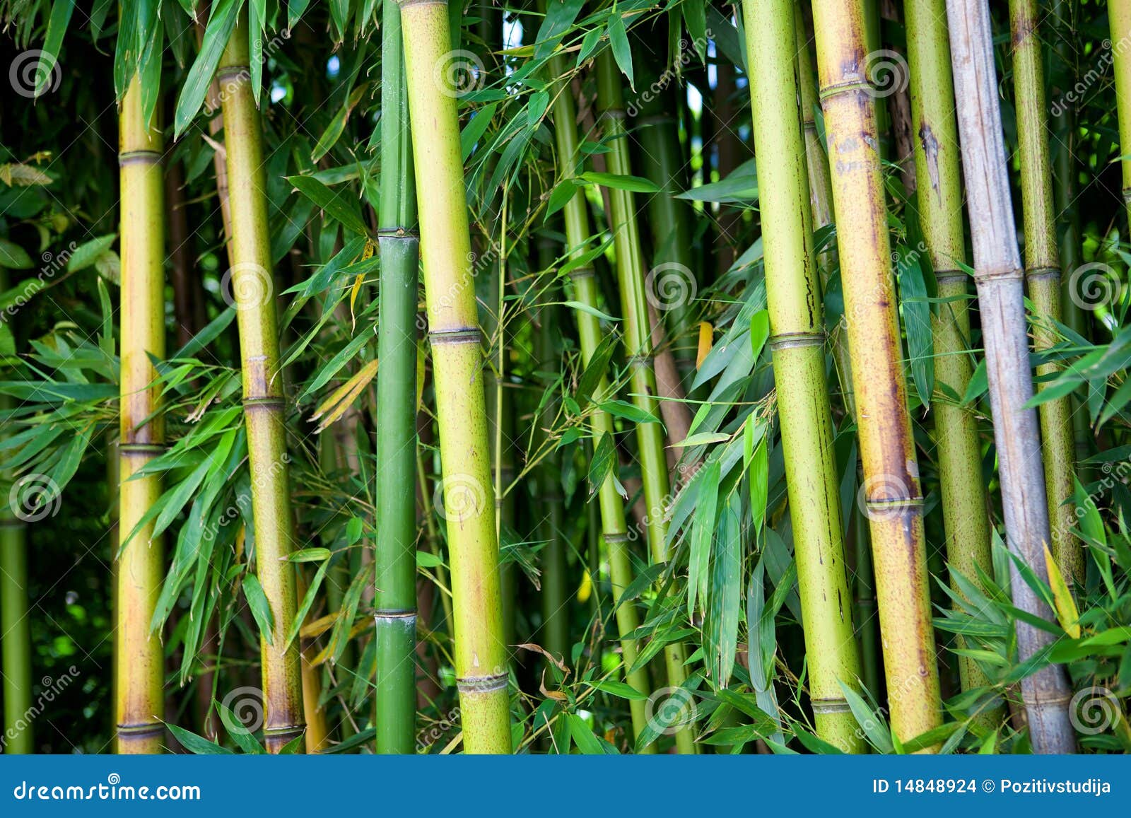 Zen bamboo stock photo. Image of plant, japanese, growth - 14848924