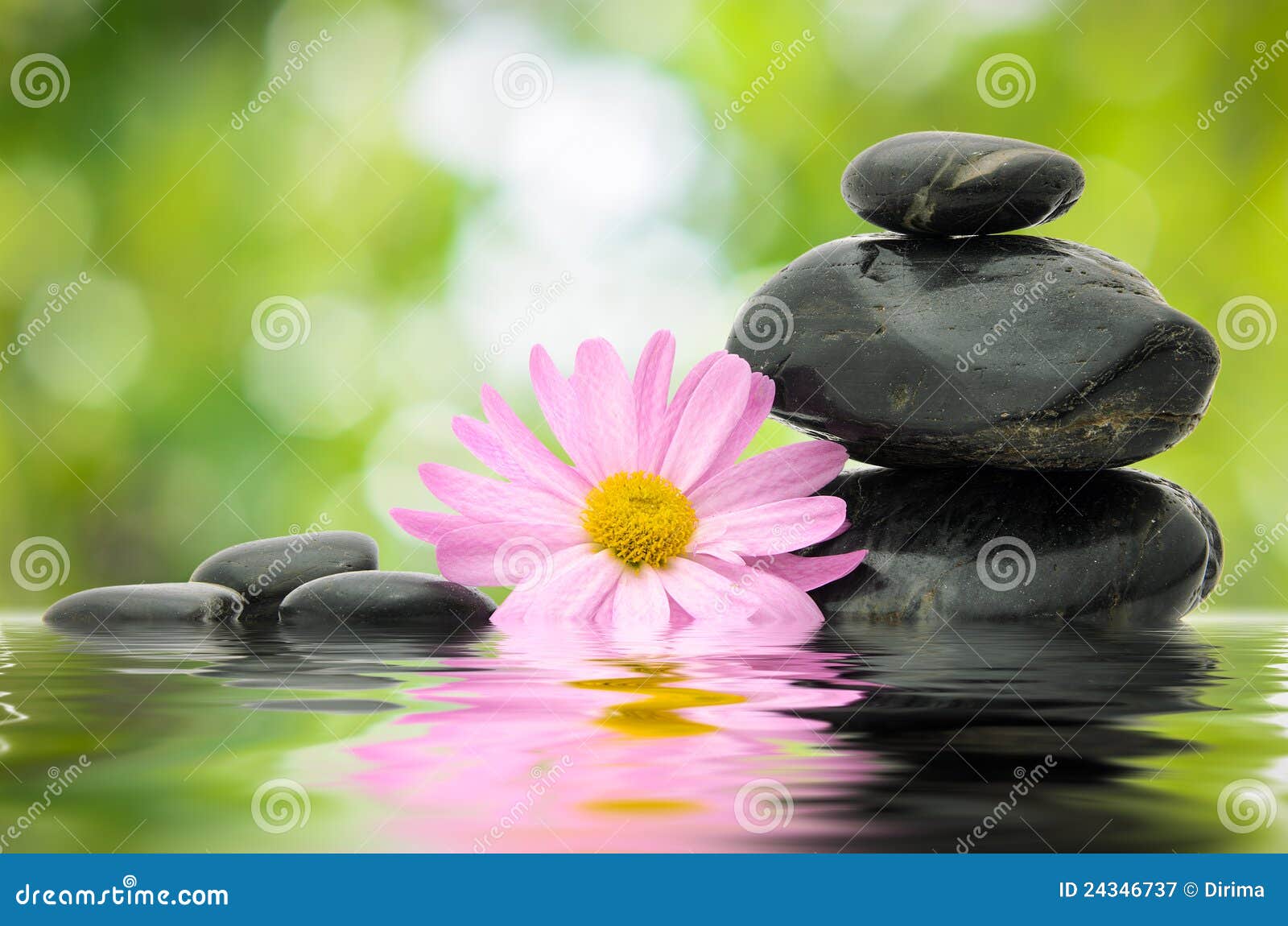 Zen Flower and Stone stock image. Image of nature, healthy - 24346737
