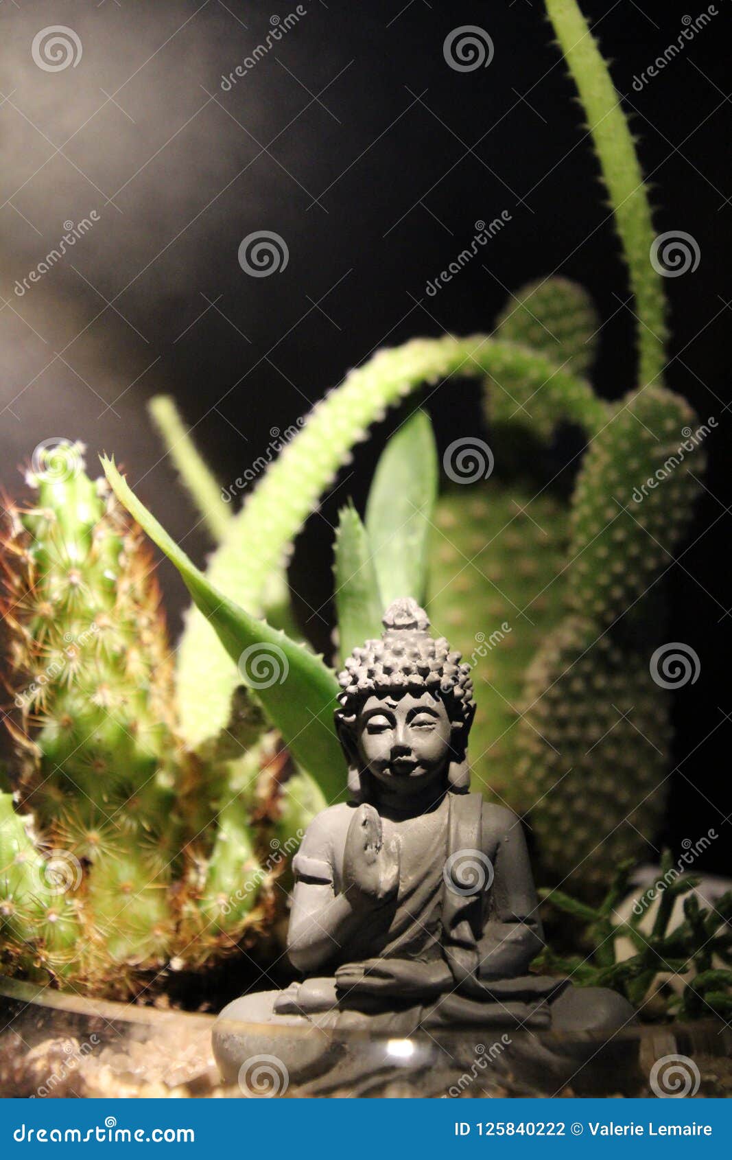 Zen garden stock photo. Image of cactus, garden, relax - 125840222