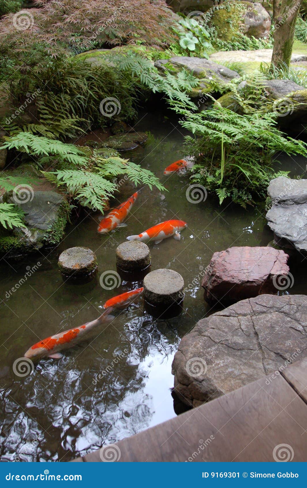 Zen garden, Koi pond stock image. Image of aquatic, nature - 9169301