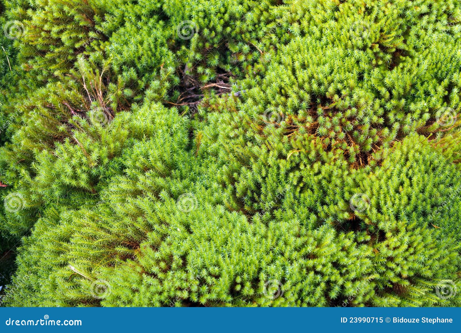 Zen garden moss stock image. Image of plant, abstract - 23990715