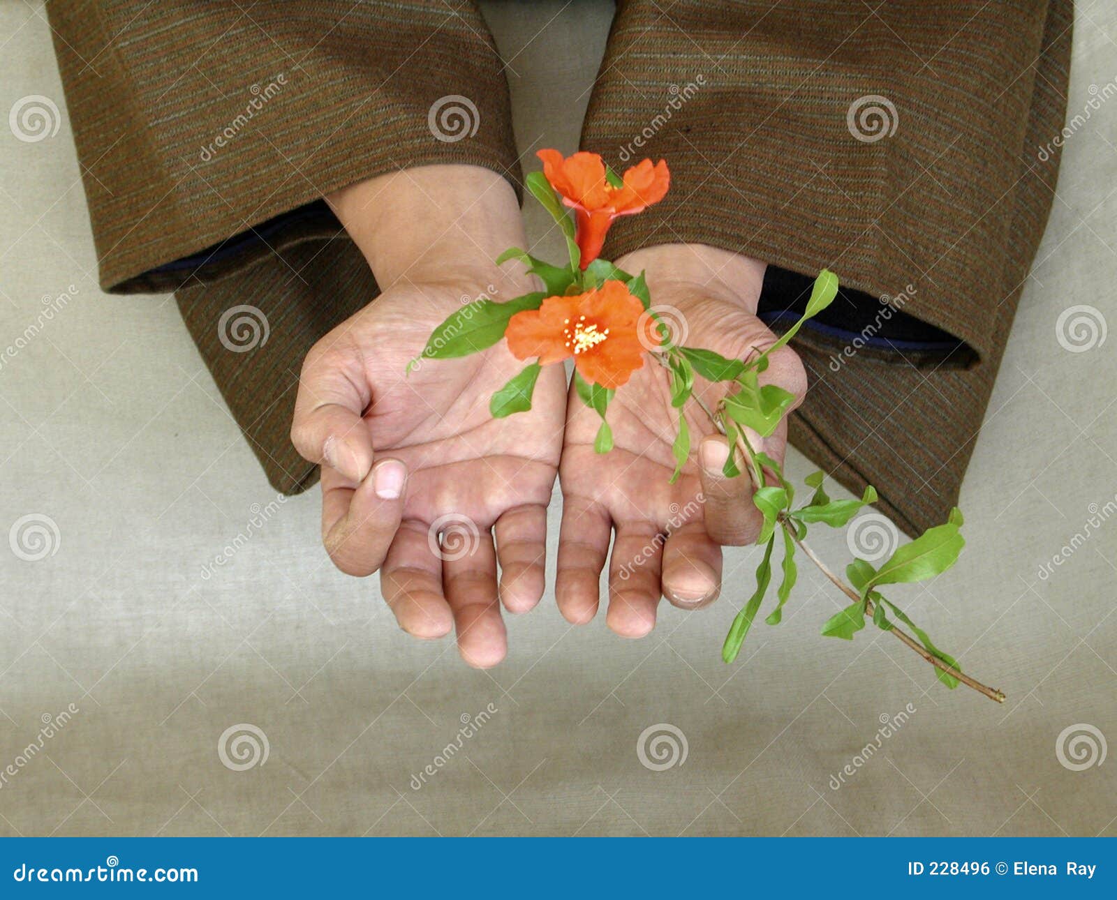 Zen Hands stock photo. Image of found, japan, hold, buddhism - 228496