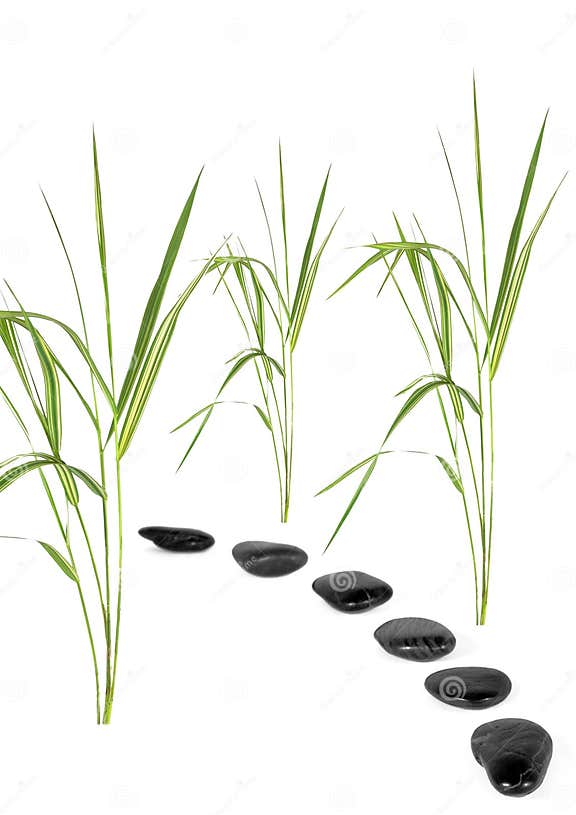 Zen Path stock photo. Image of flora, leaves, foliage - 6363138