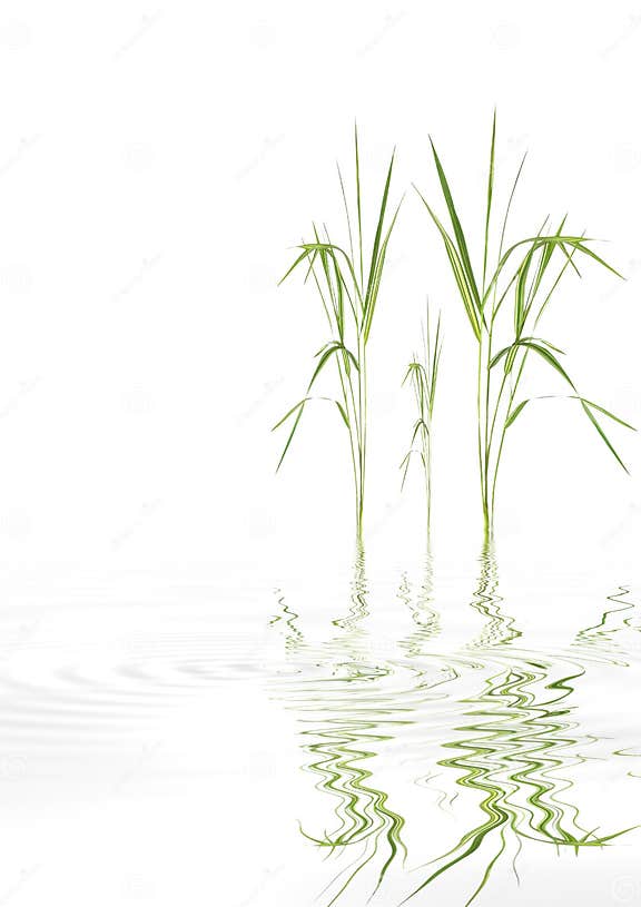 Zen Peace stock photo. Image of leaves, leaf, reflection - 7245422