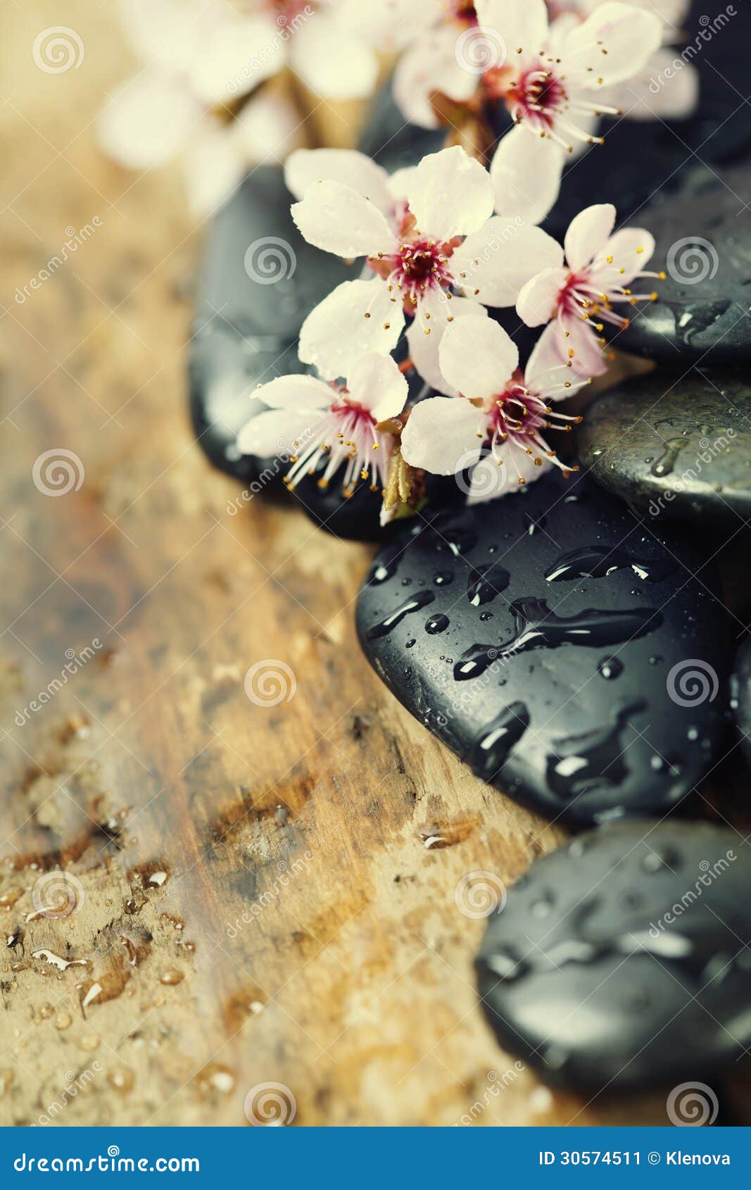 Zen Pebbles with Spring Tree Stock Image - Image of harmony, drop: 30574511
