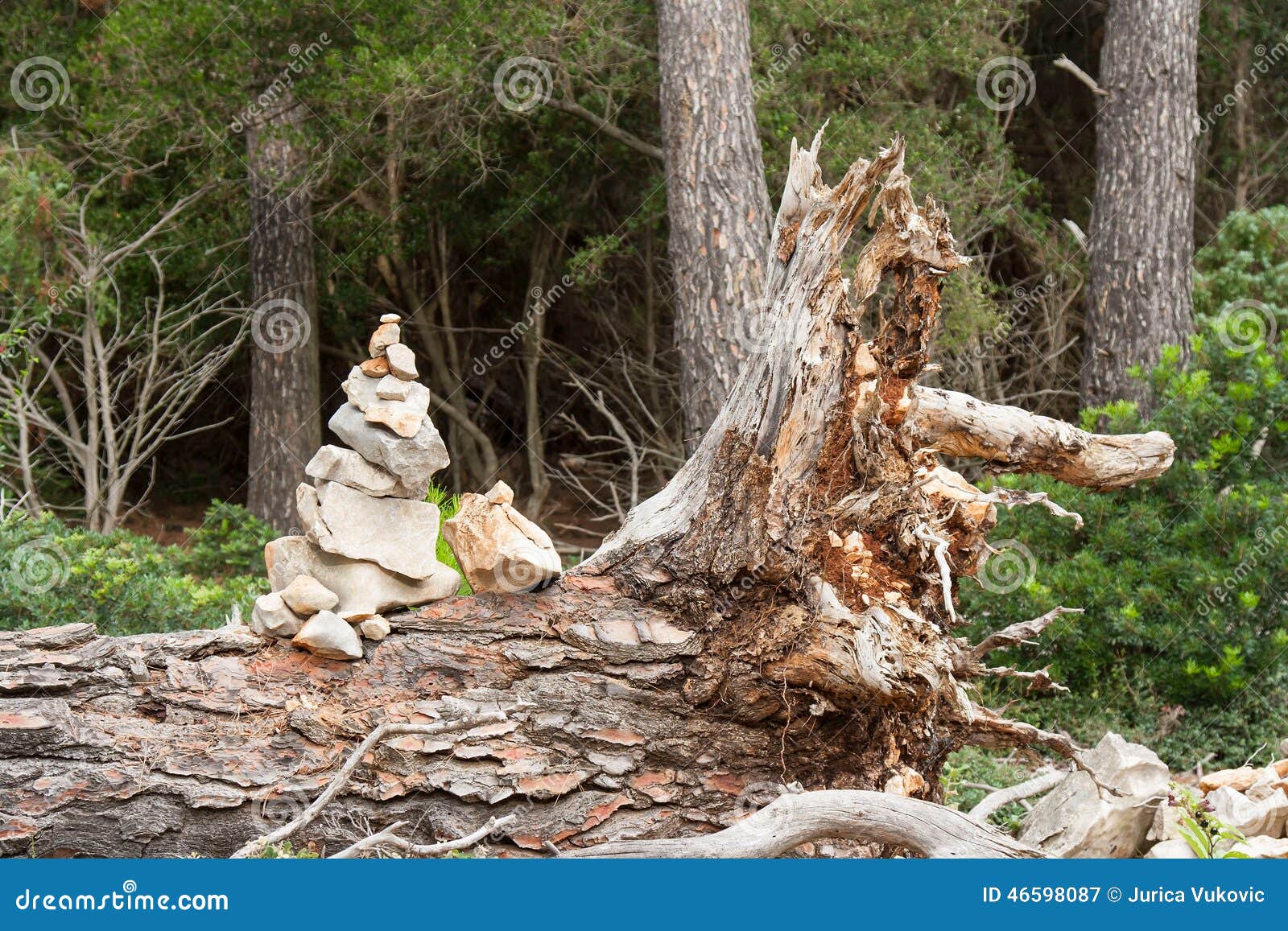 Zen Pebbles on a Tree Trunk Stock Image - Image of magical, travel ...