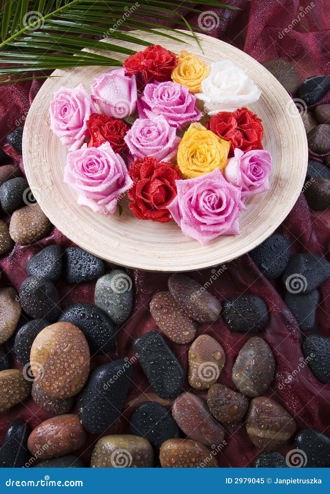 Zen roses stock image. Image of colourful, drop, beauty - 2979045