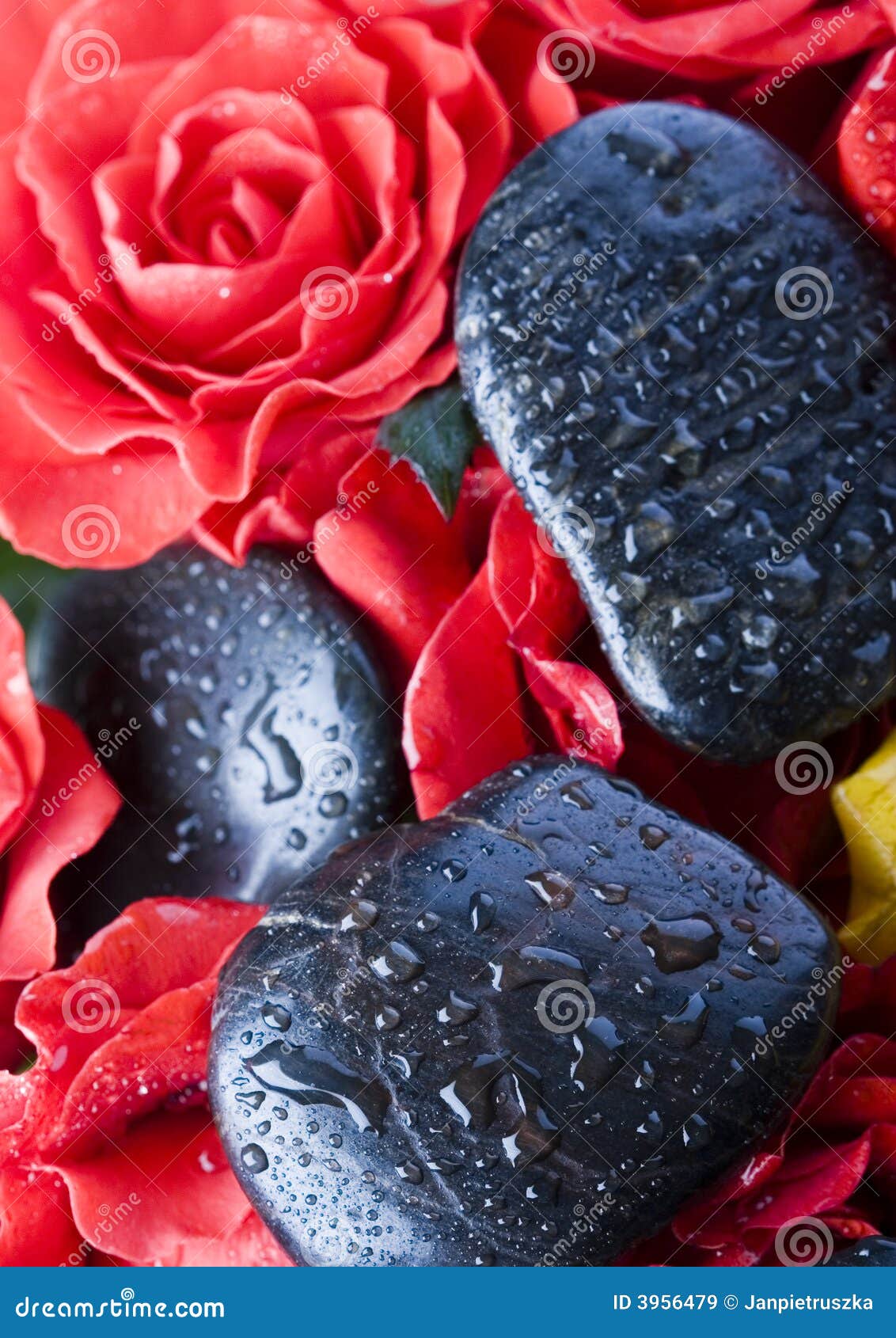 Zen roses stock image. Image of freshness, pinks, nature - 3956479