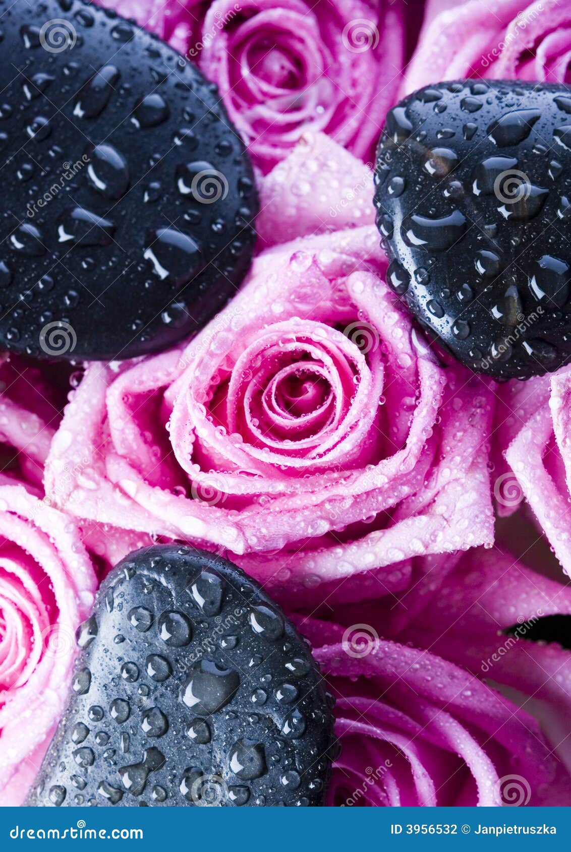 Zen roses stock photo. Image of darling, nature, birthday - 3956532