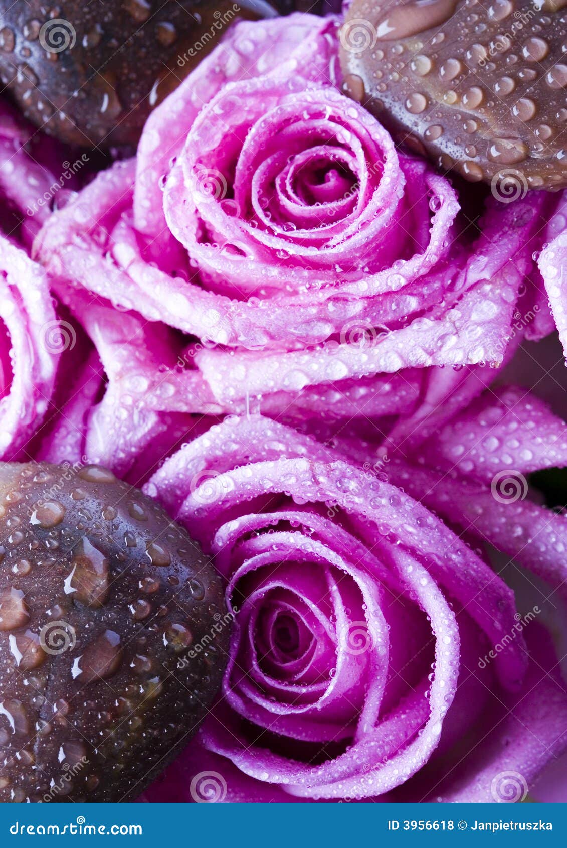 Zen roses stock photo. Image of perfume, freshness, plants - 3956618