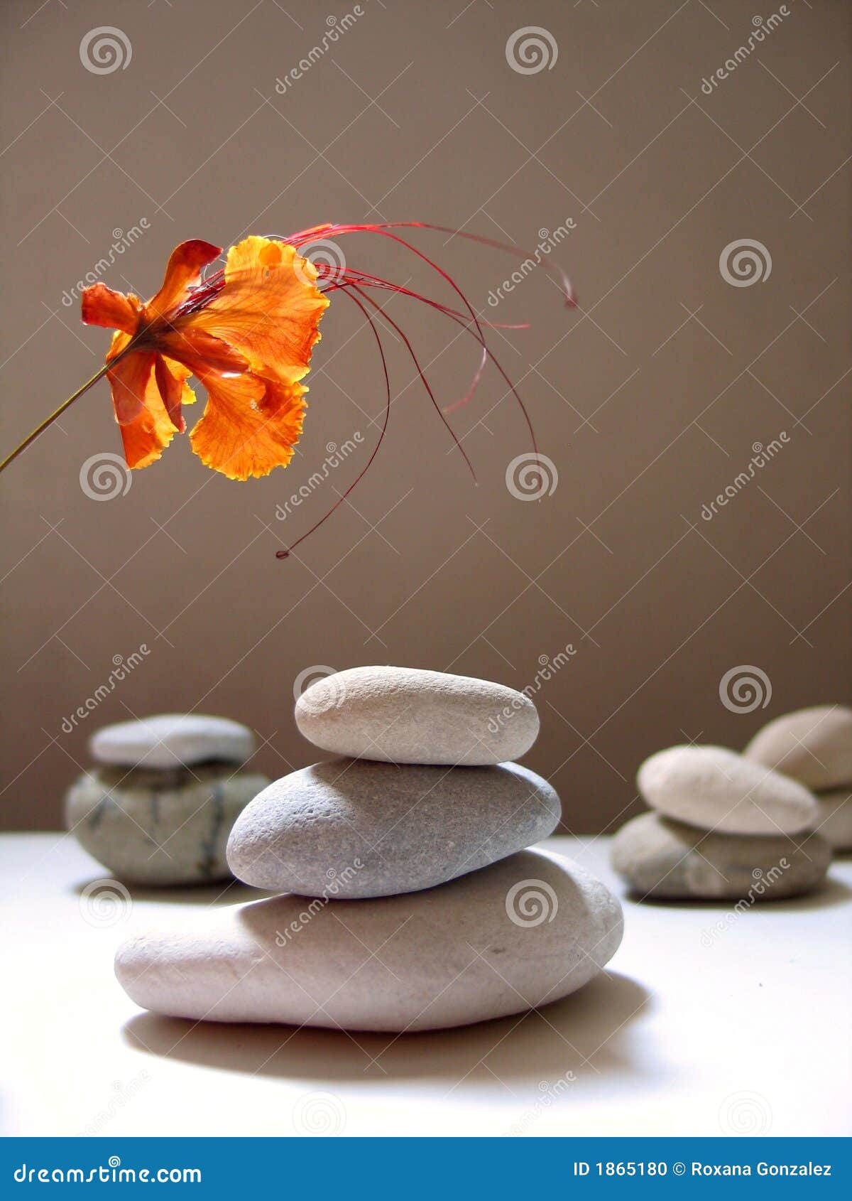 Zen Still Life with Tropical Flower Stock Photo - Image of eastern ...