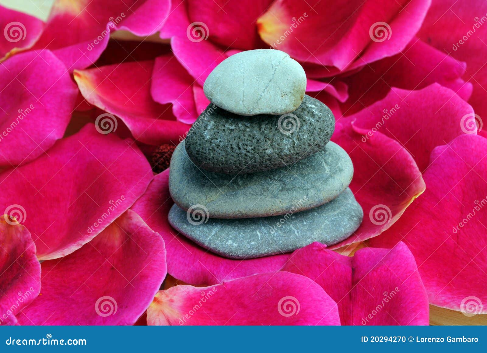 Zen stones on rose petals stock photo. Image of bath - 20294270