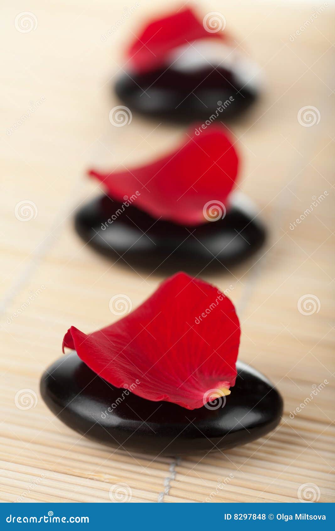 Zen stones and rose petals stock photo. Image of bamboo - 8297848