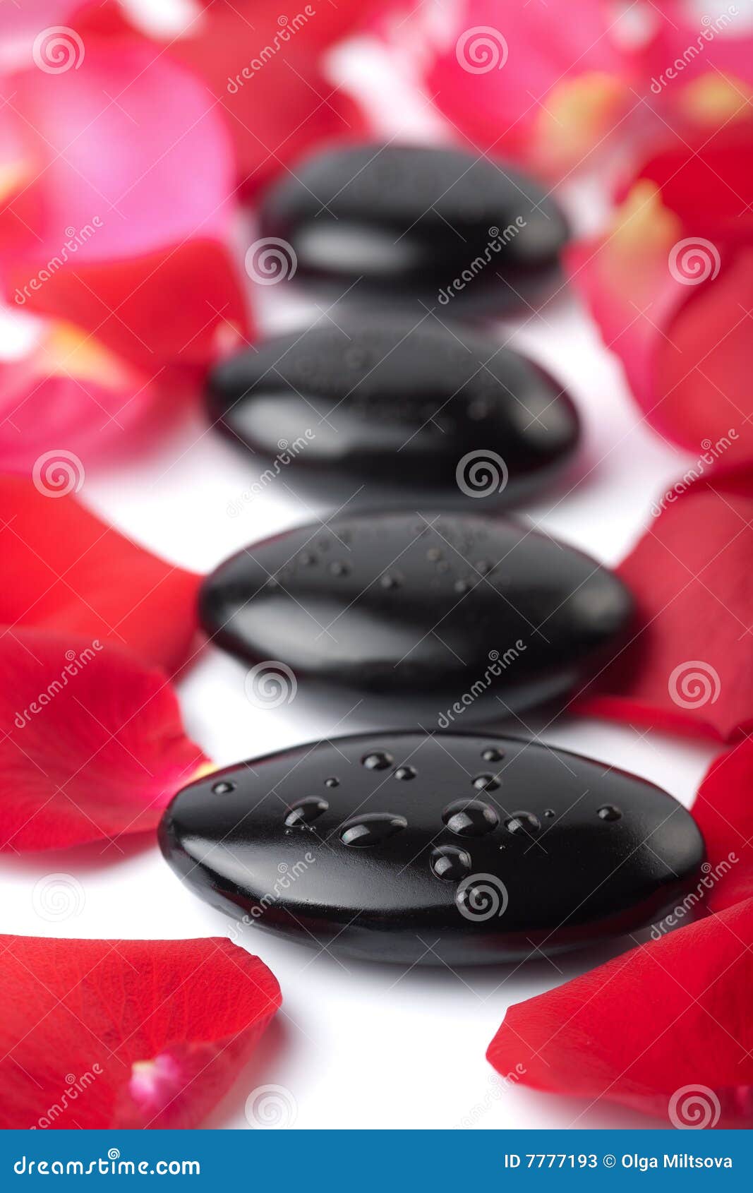 Zen Stones and Rose Petals Isolated Stock Image - Image of beautiful ...