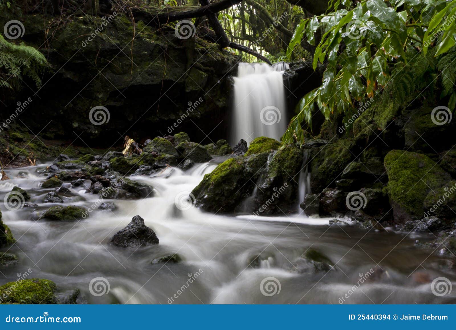 Zen Stream stock photo. Image of leaf, cloud, azores - 25440394