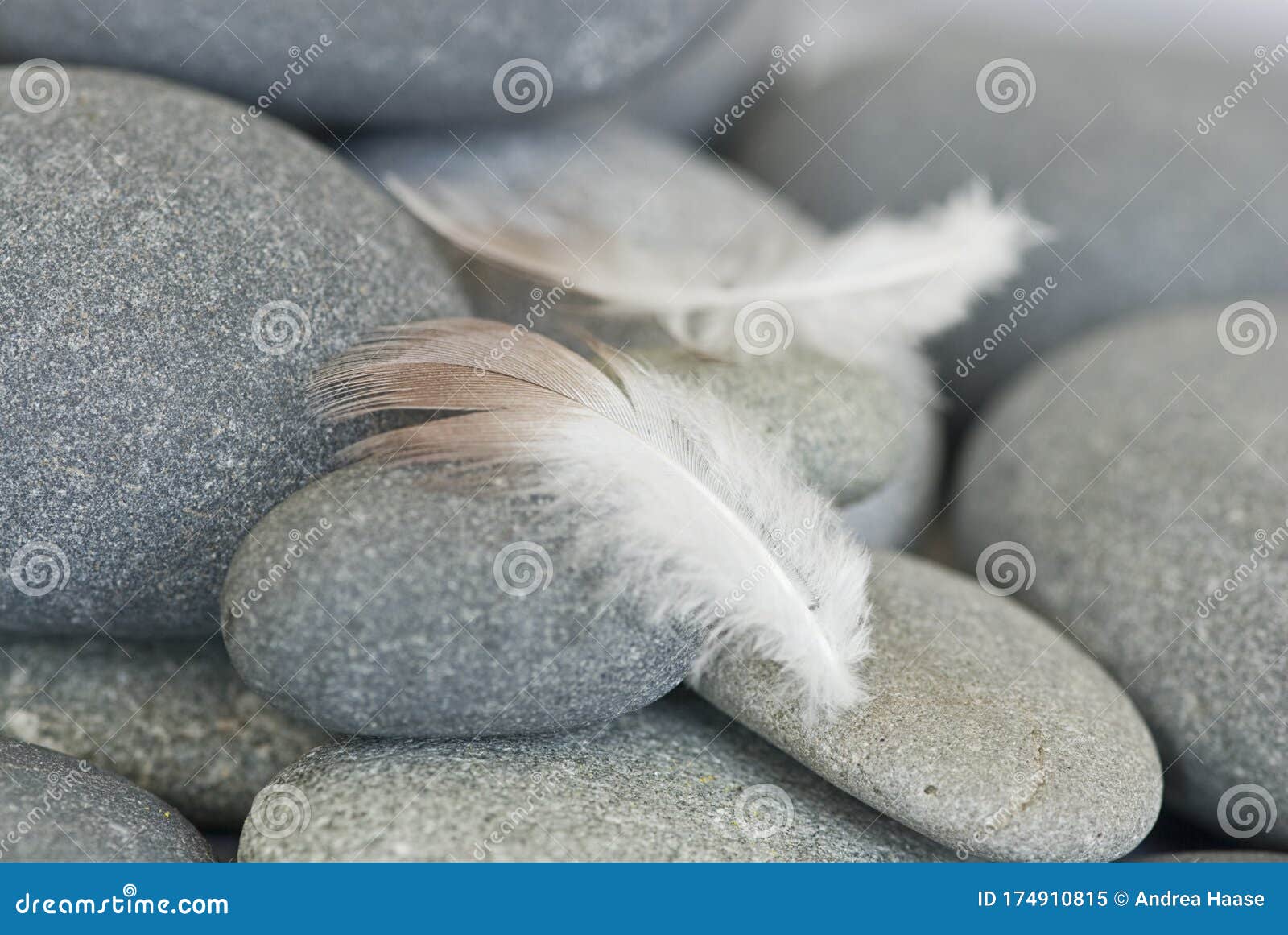 Zen Style Feather Still Life Stock Image - Image of flatlay, feather ...