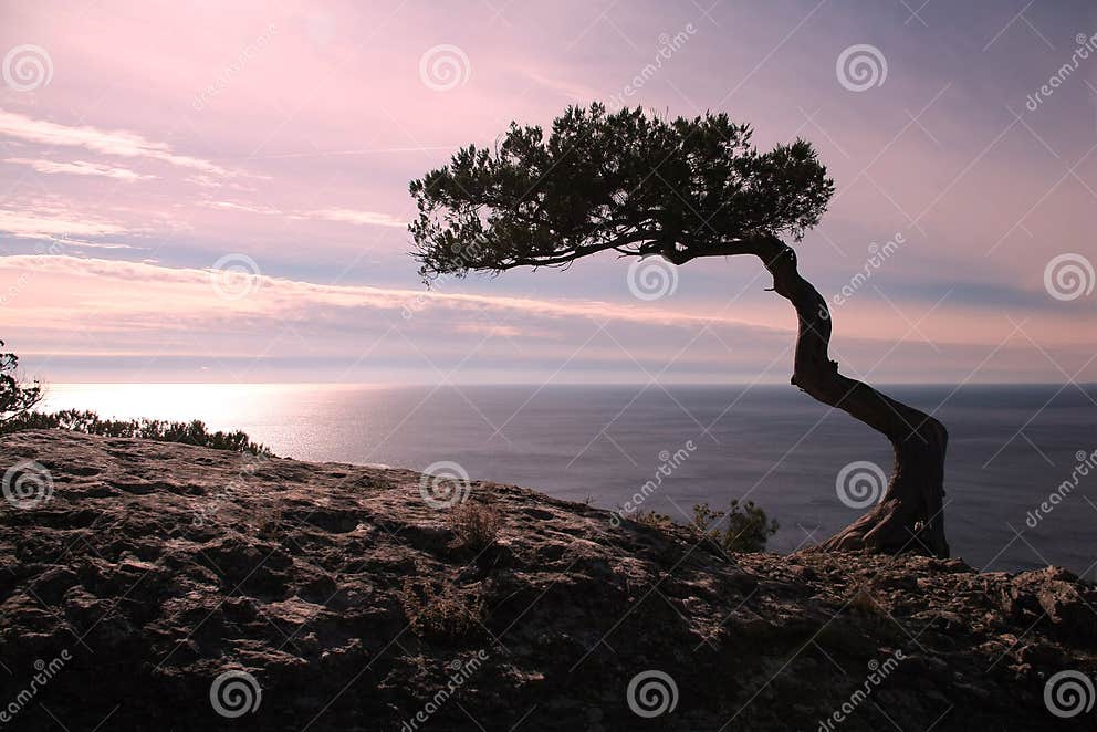 A Tree on the Cliff Rocks and Sunset Over the Sea Stock Image - Image ...