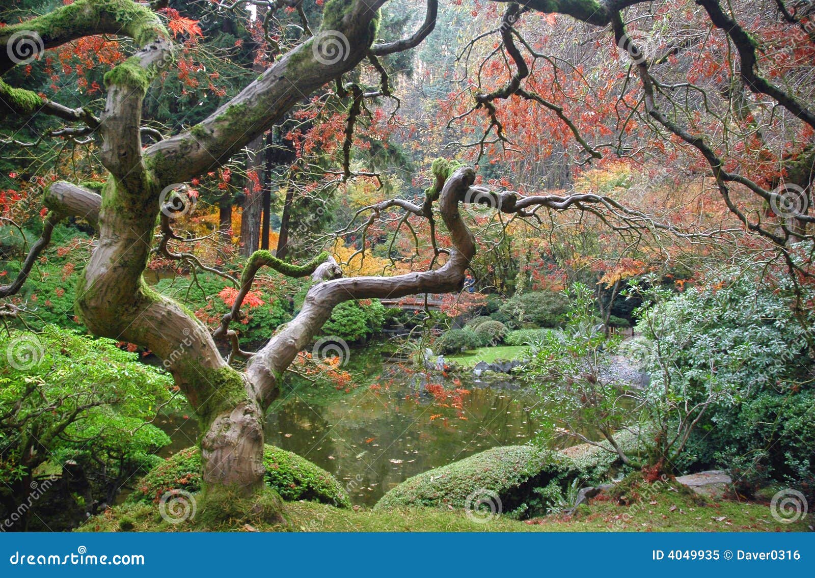 Zen Trees stock image. Image of moss, mist, meditate, maple - 4049935