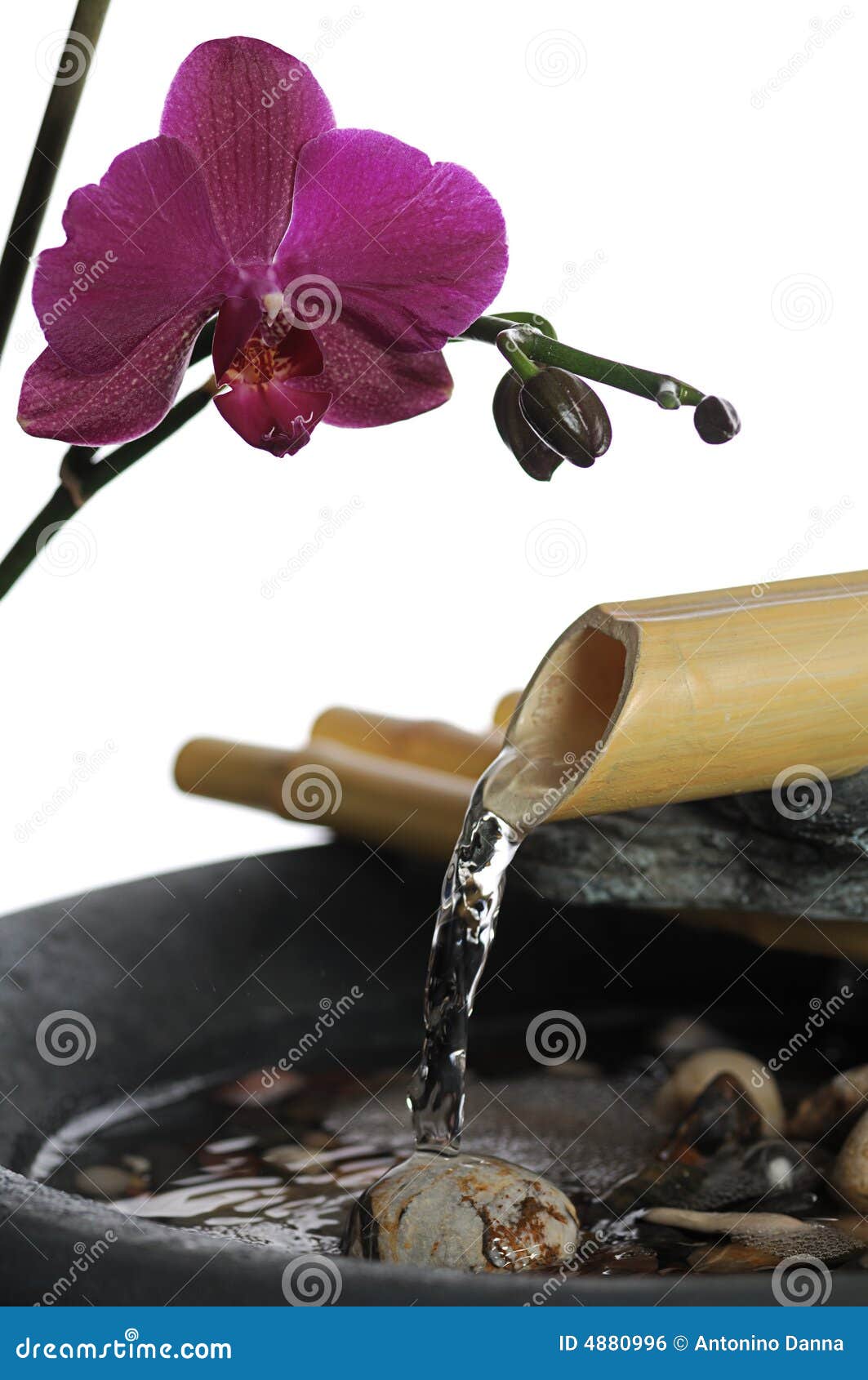 Zen Water stock photo. Image of flower, nature, orchid - 4880996