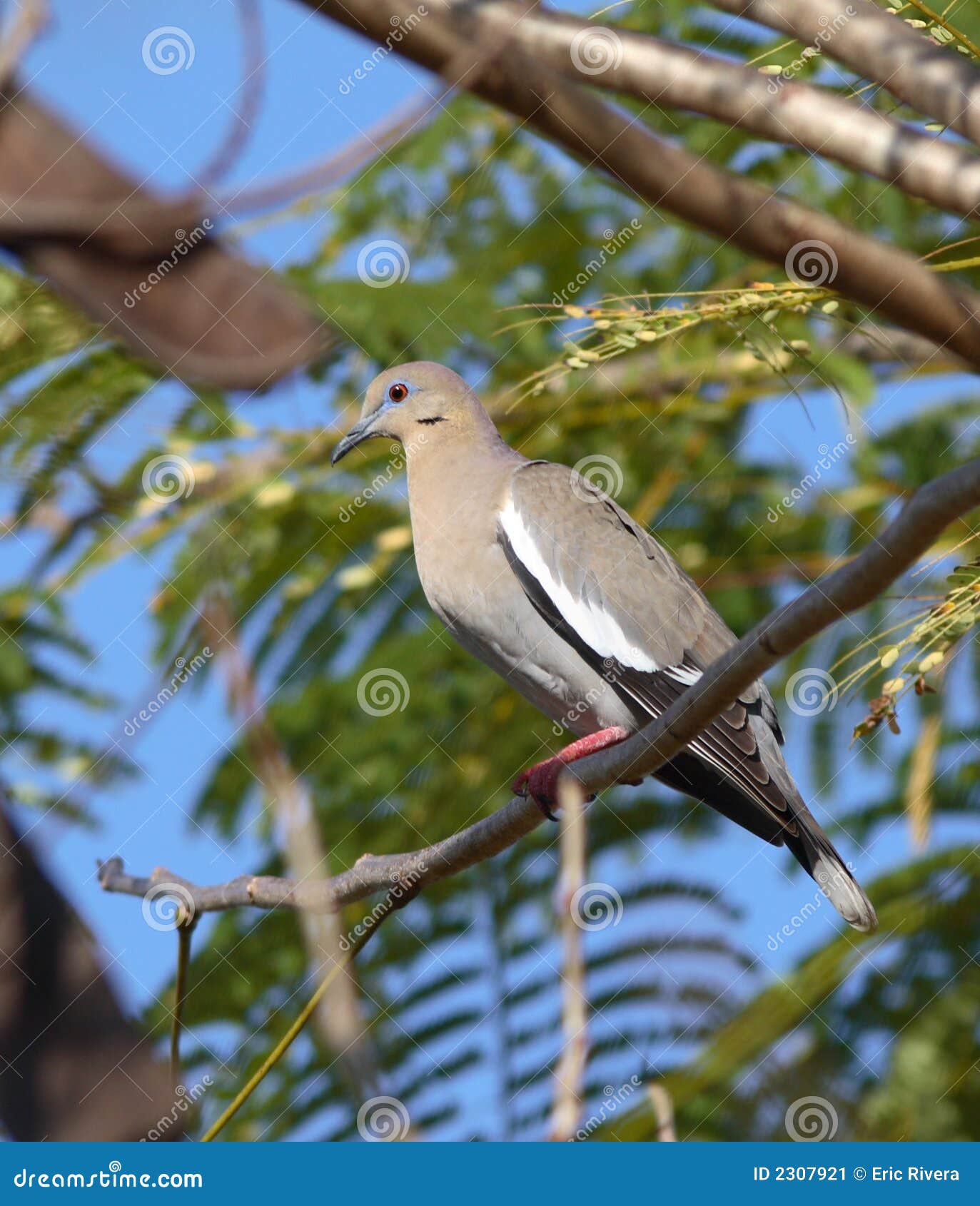 Zenaida Asiatica, White-winged Stock Image - Image of caribbean, tree ...