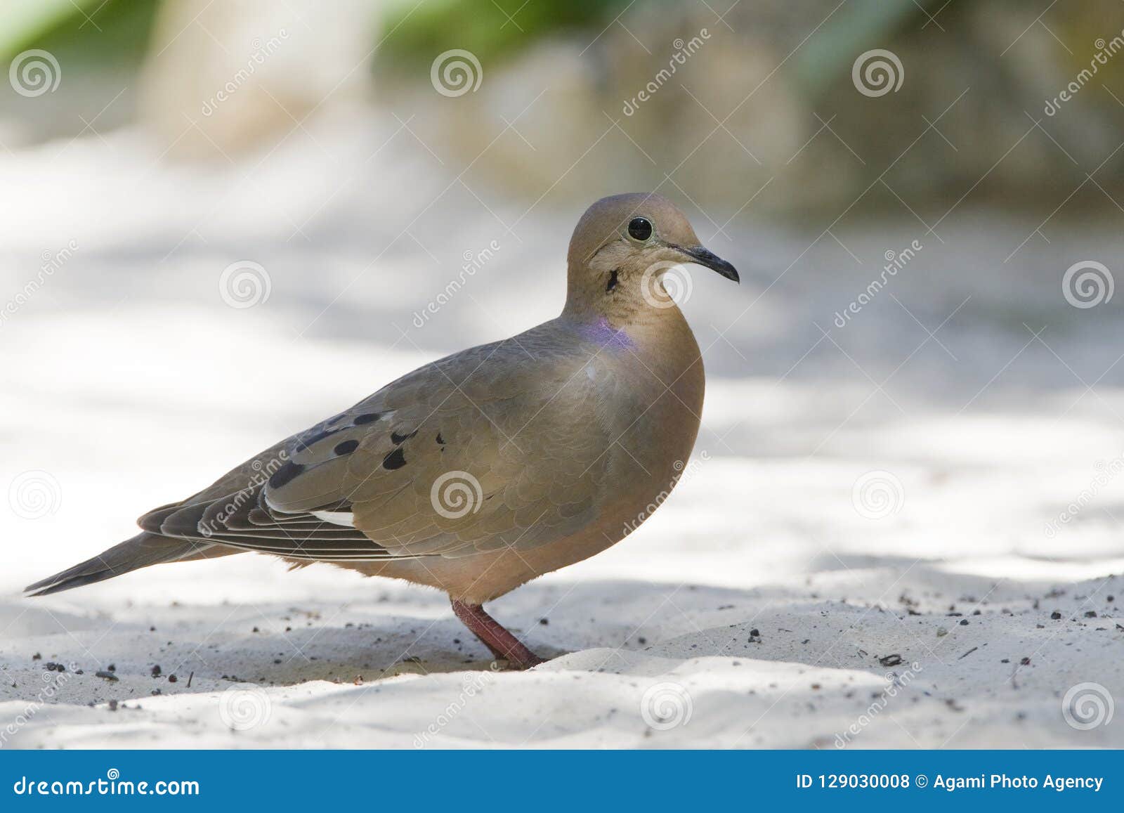 Zenaida Dove, Zenaida Aurita Stock Photo - Image of zenaida, dove ...