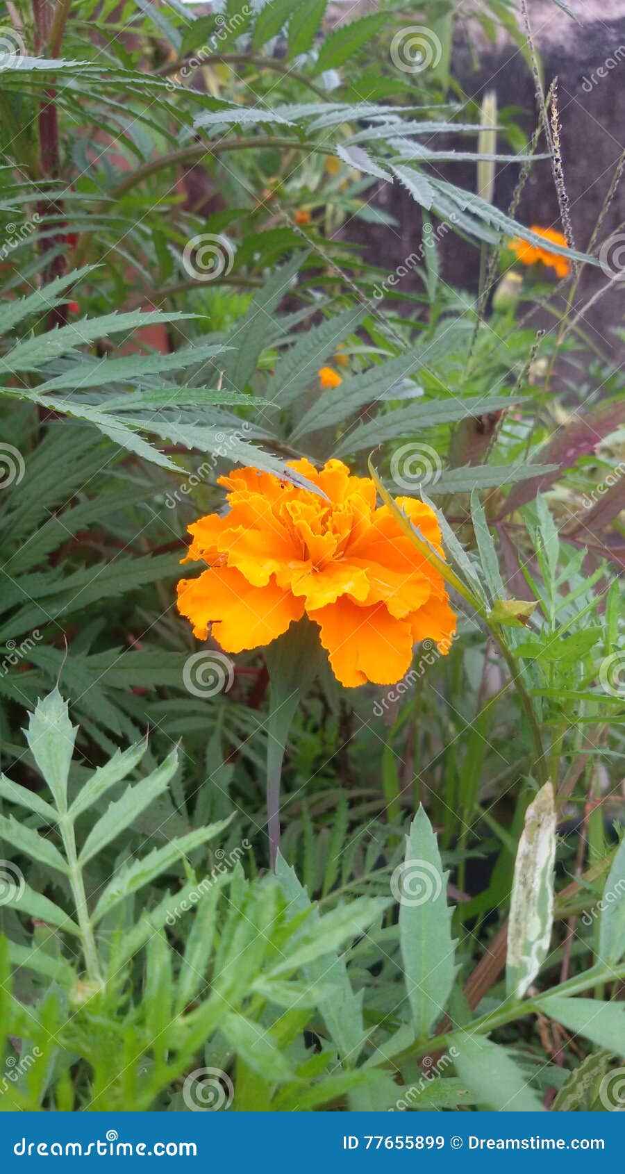 Zendu flower stock image. Image of green, cool, garden - 77655899