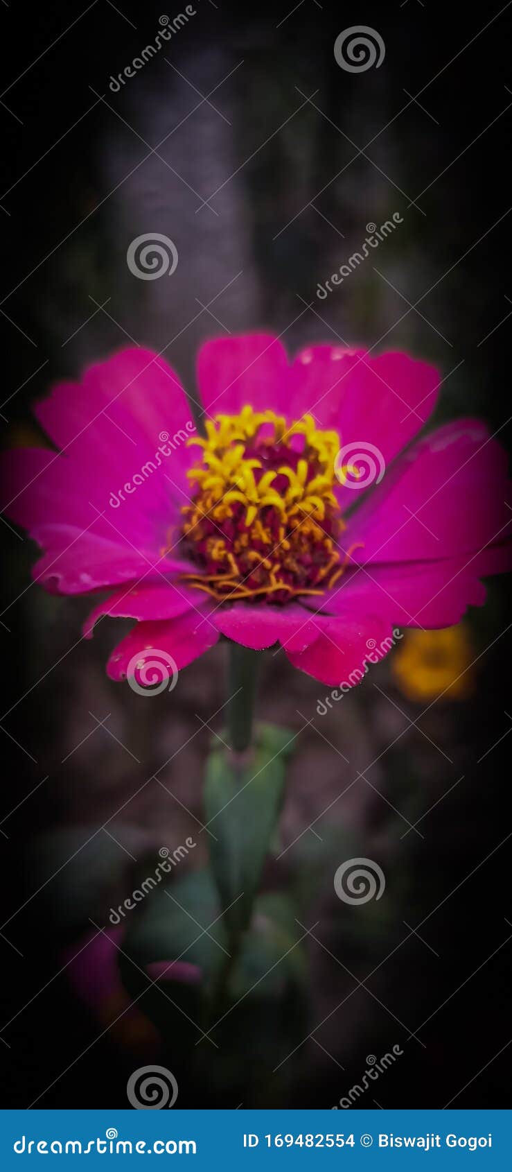 Zenia Flower stock photo. Image of yellow, pink, flowerphotography ...