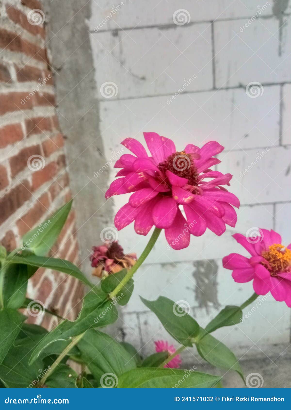 Zenia Flowers Blooming so Beatifull Stock Photo - Image of rose, lilac ...