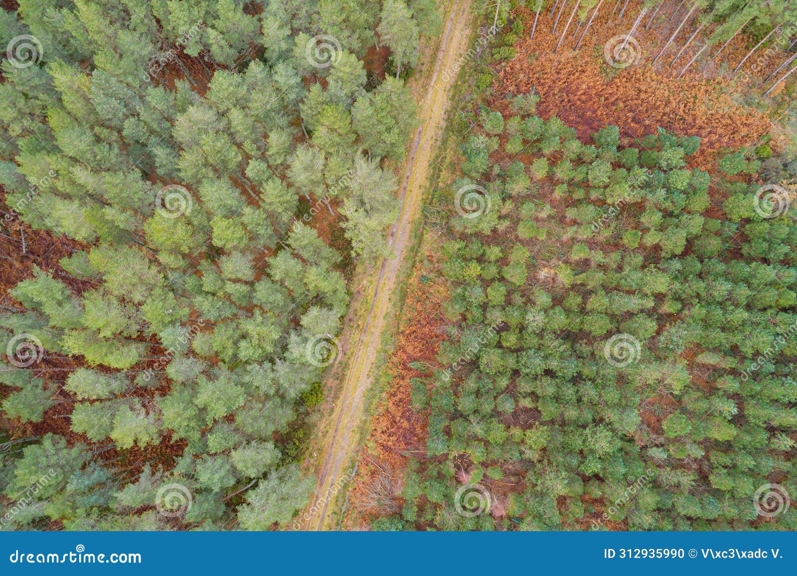 Zenithal Drone View of a Forest Track in a Pine Forest Stock Photo ...