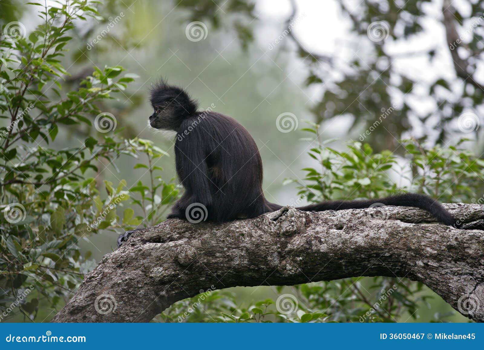 Zentralamerikanische Klammeraffe- Oder Geoffroys-Klammeraffe, Atele ...