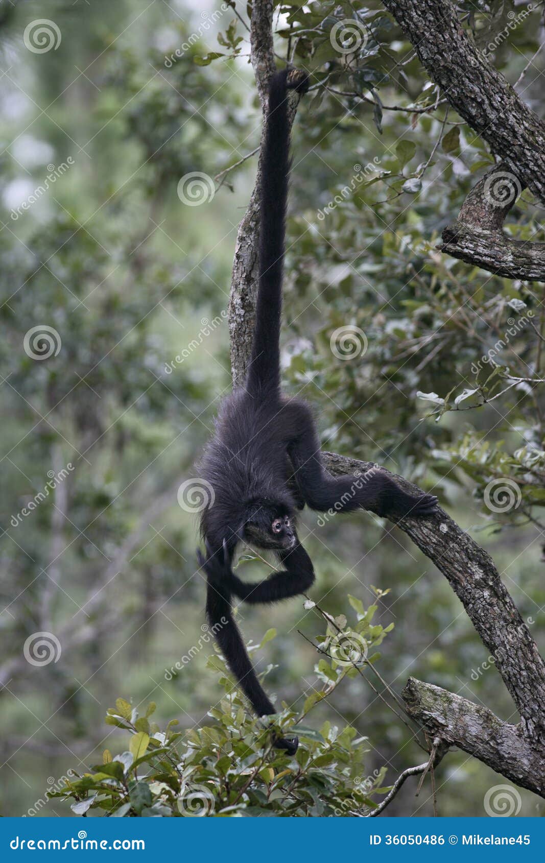 Zentralamerikanische Klammeraffe- Oder Geoffroys-Klammeraffe, Atele ...