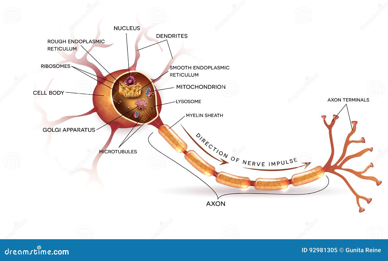 Zenuw vector illustratie. Illustration of sluit, neuraal - 92981305