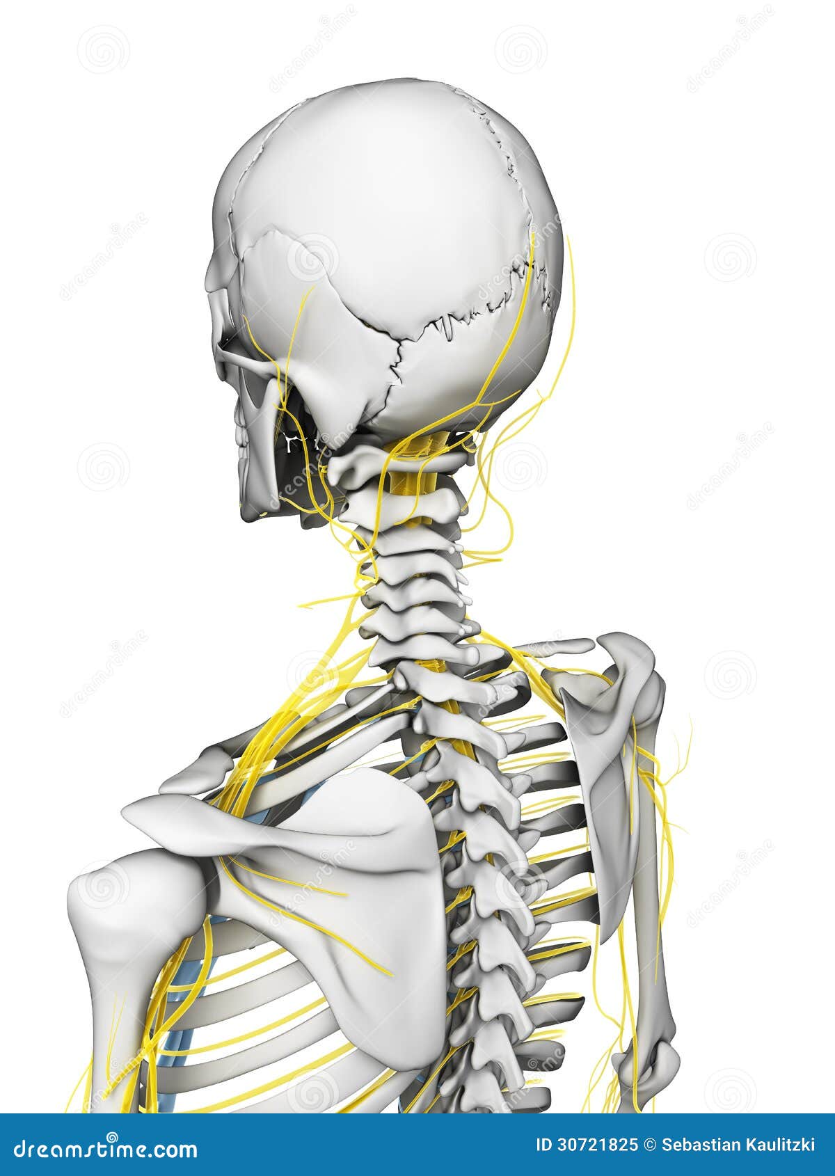 Zenuwen en skelet stock illustratie. Illustration of mannetje - 30721825