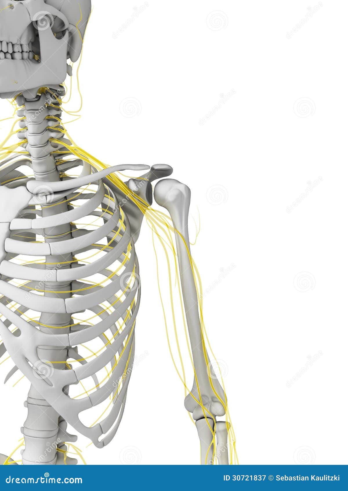 Zenuwen en skelet stock illustratie. Illustration of koord - 30721837