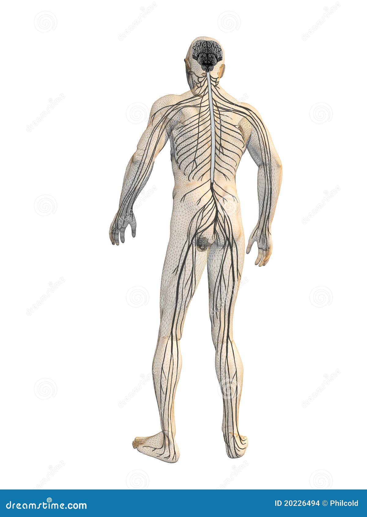 Zenuwstelsel stock illustratie. Illustration of systeem - 20226494