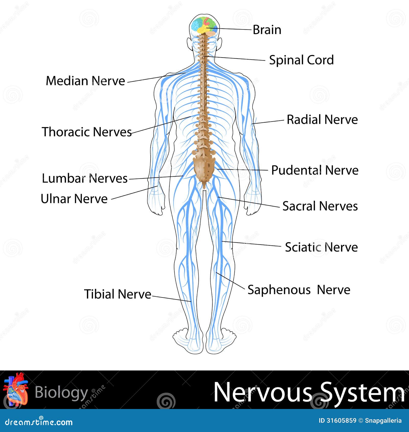 Zenuwstelsel stock illustratie. Illustration of neurologisch - 31605859
