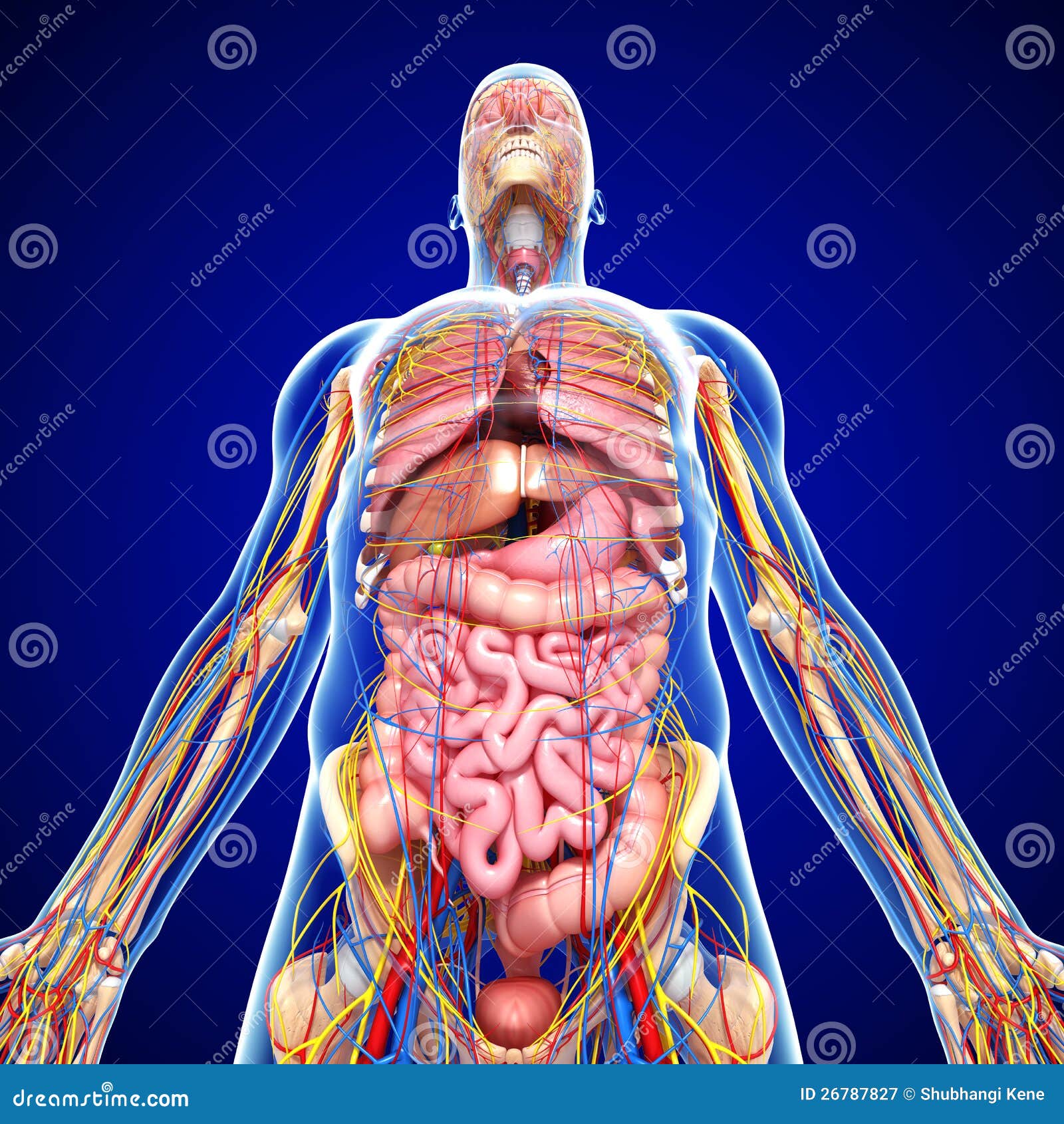 Zenuwstelsel Met Omloop in Menselijk Lichaam Stock Illustratie ...