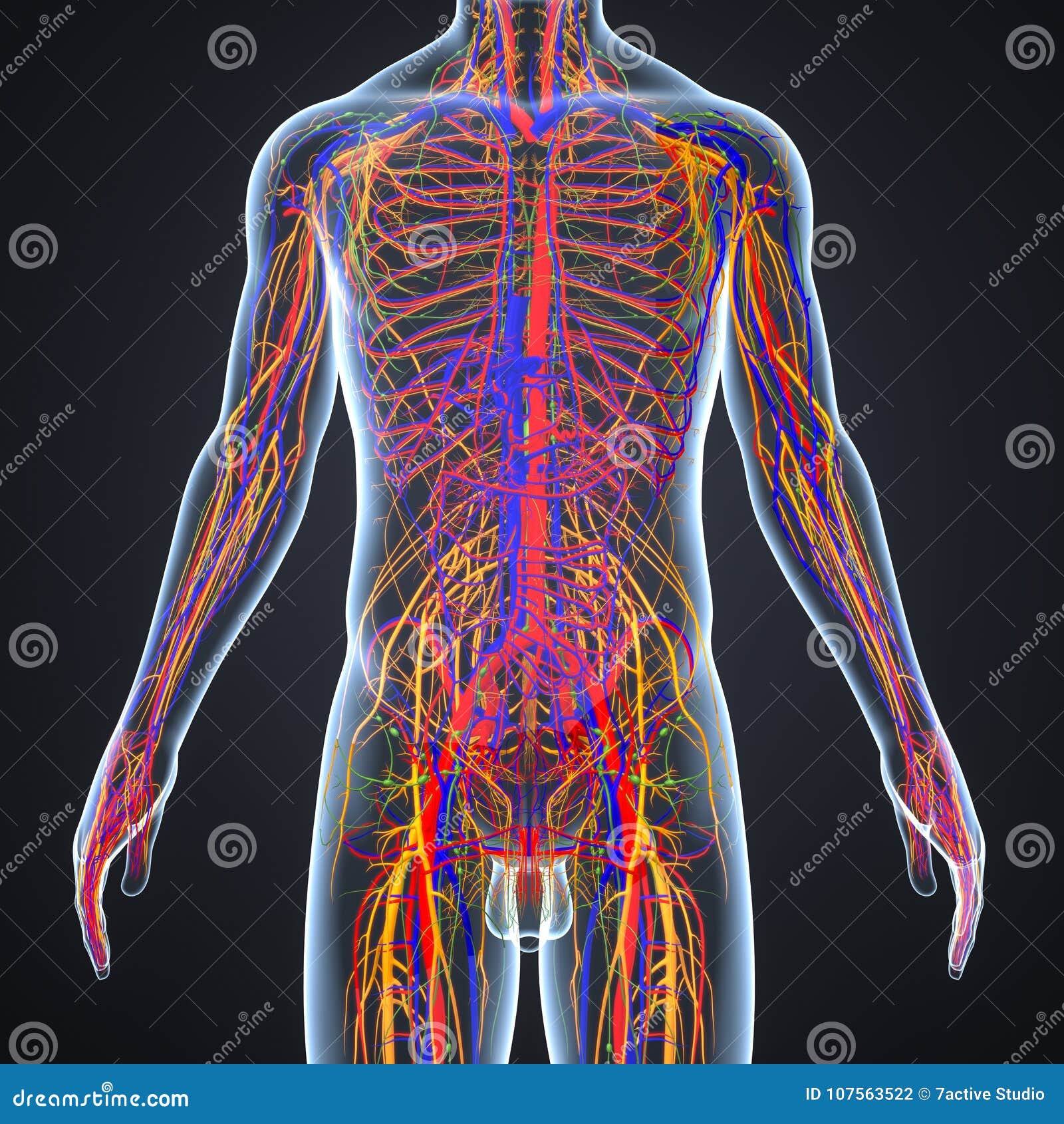 Zenuwstelsel Van De Bloedsomloop En Het Met Lymfeknopen Stock ...