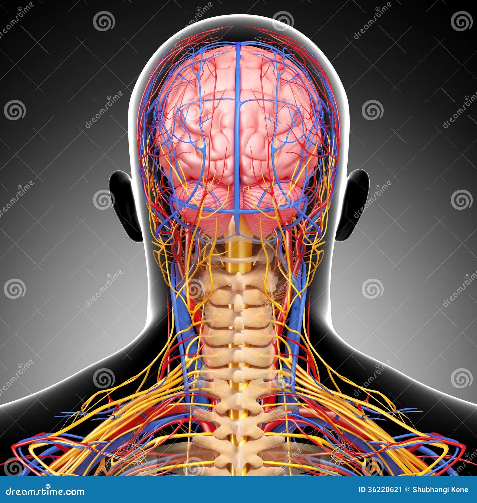 Zenuwstelsel Van De Bloedsomloop En Het Van Hoofd Stock Illustratie ...