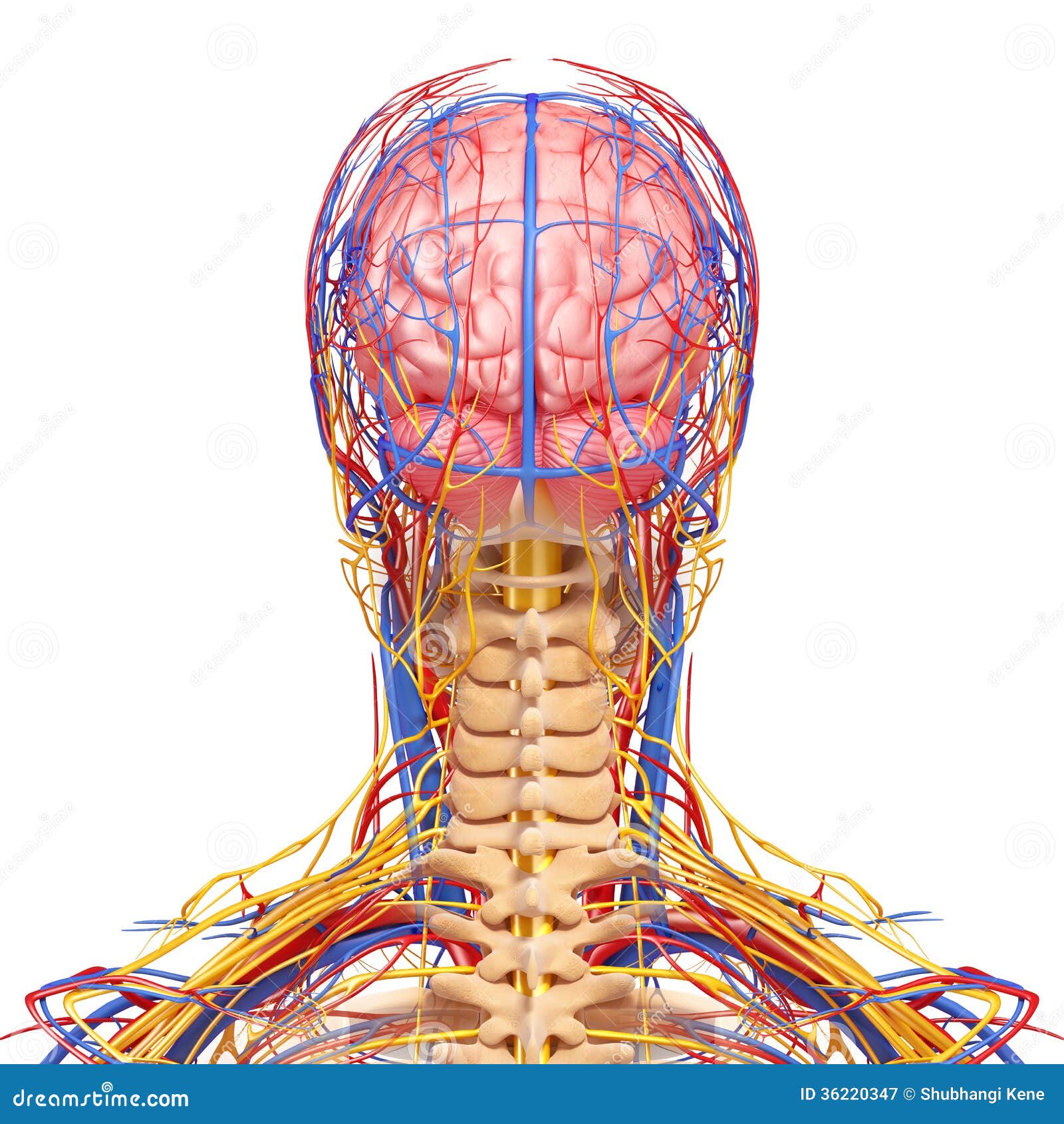Zenuwstelsel Van De Bloedsomloop En Het Van Mannelijk Hoofd Stock ...